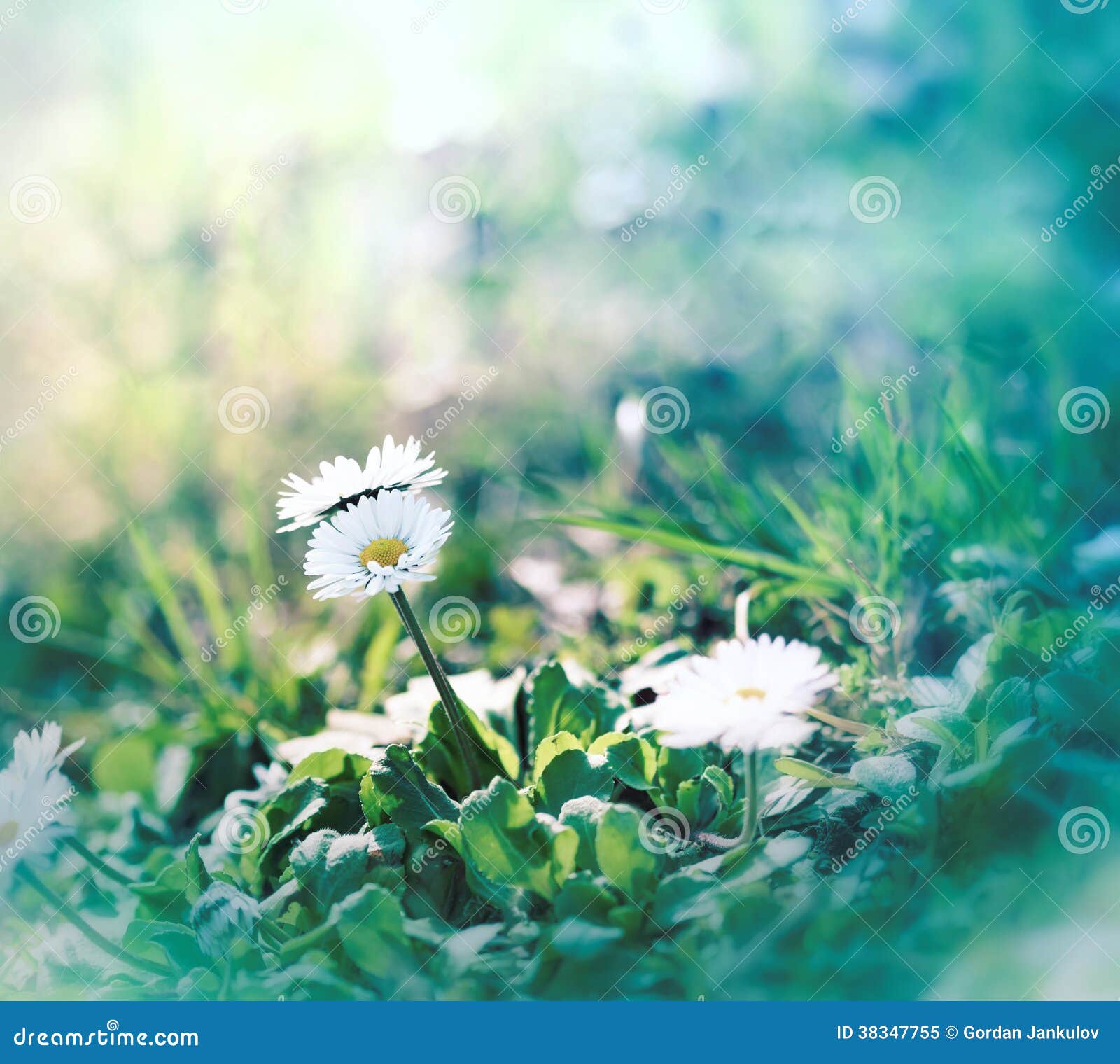 Beautiful little daisy stock image. Image of leaves, focus - 38347755
