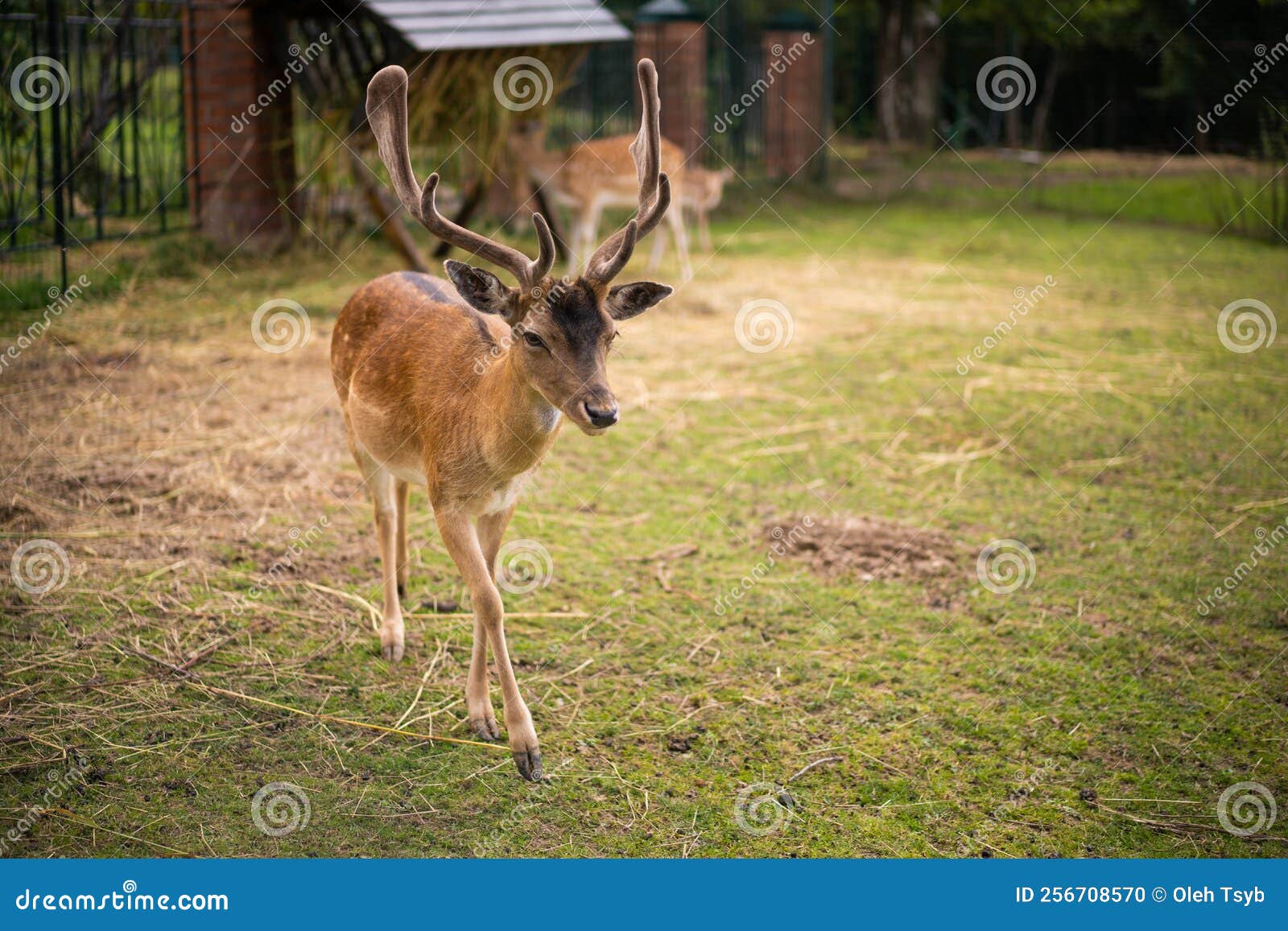 Beautiful Little Deer with Horns. Stock Photo - Image of cute, white ...