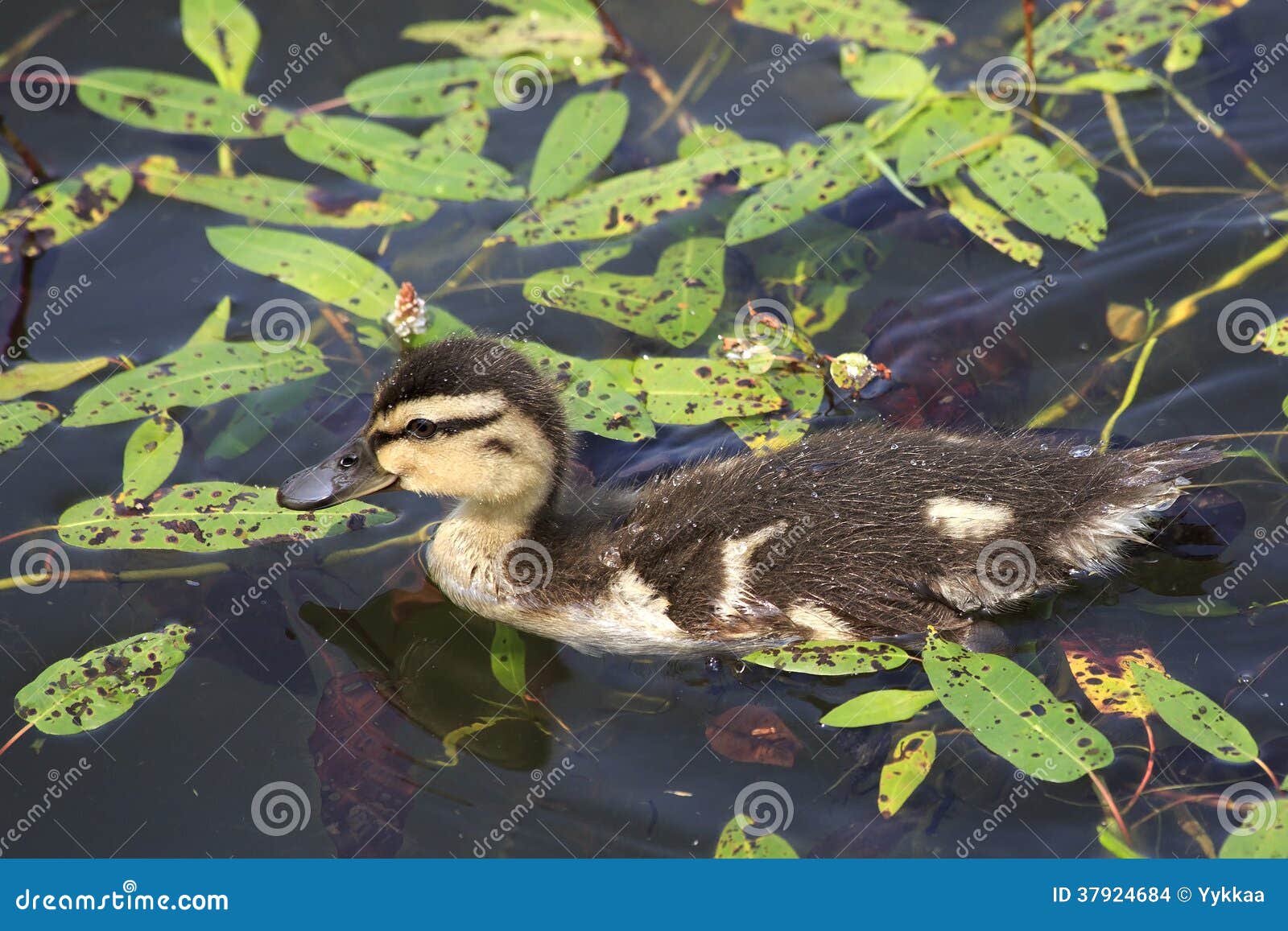 Beautiful little duckling stock photo. Image of russia - 37924684