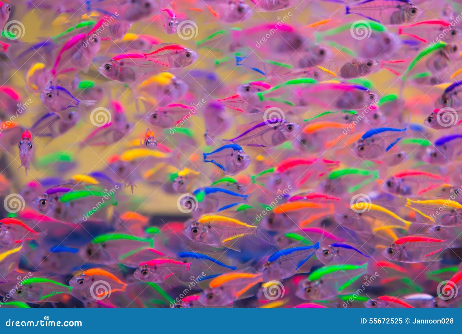 Beautiful little fish stock image. Image of close, gravel - 55672525