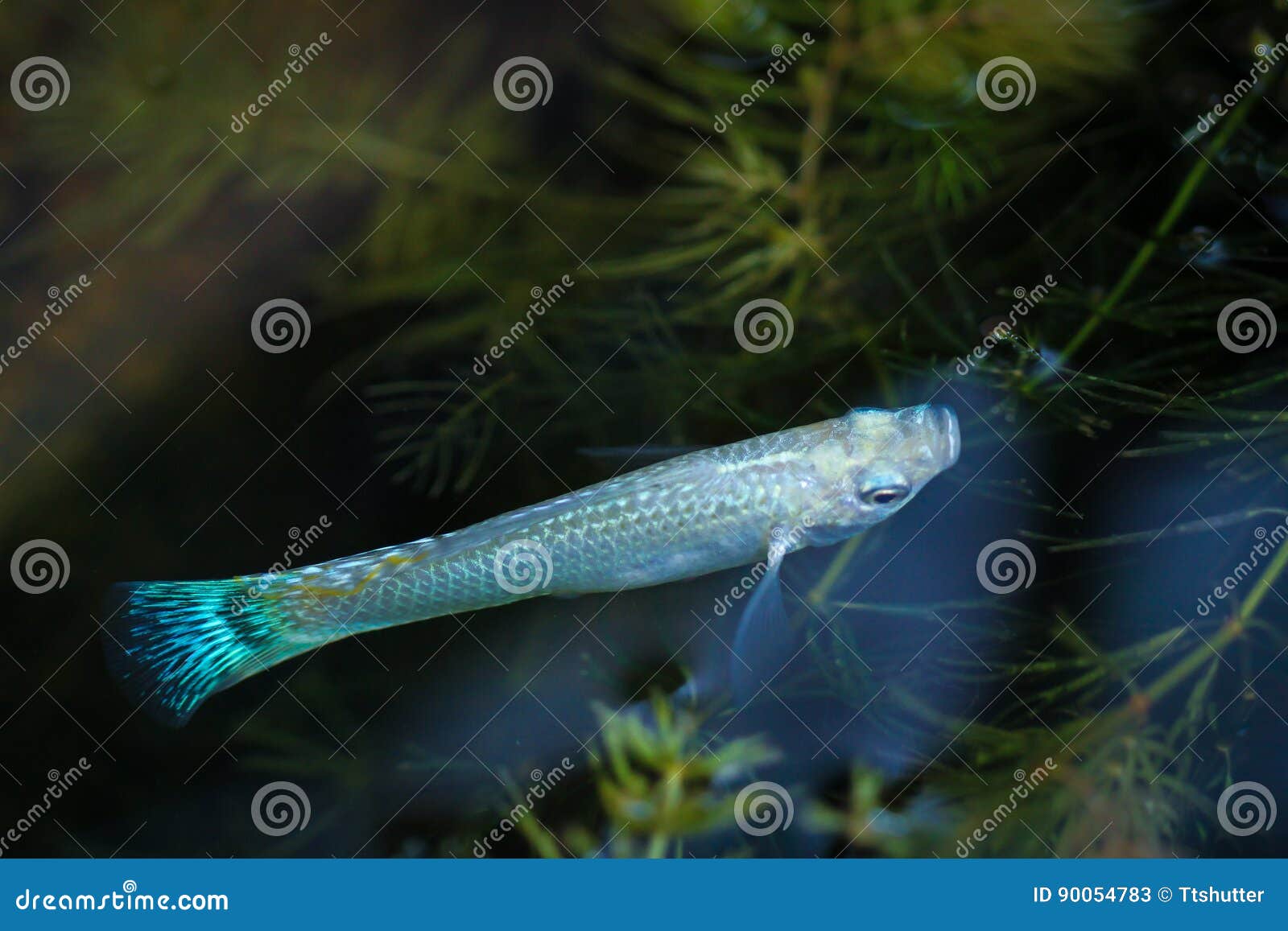 Beautiful little fish stock image. Image of close, deep - 90054783