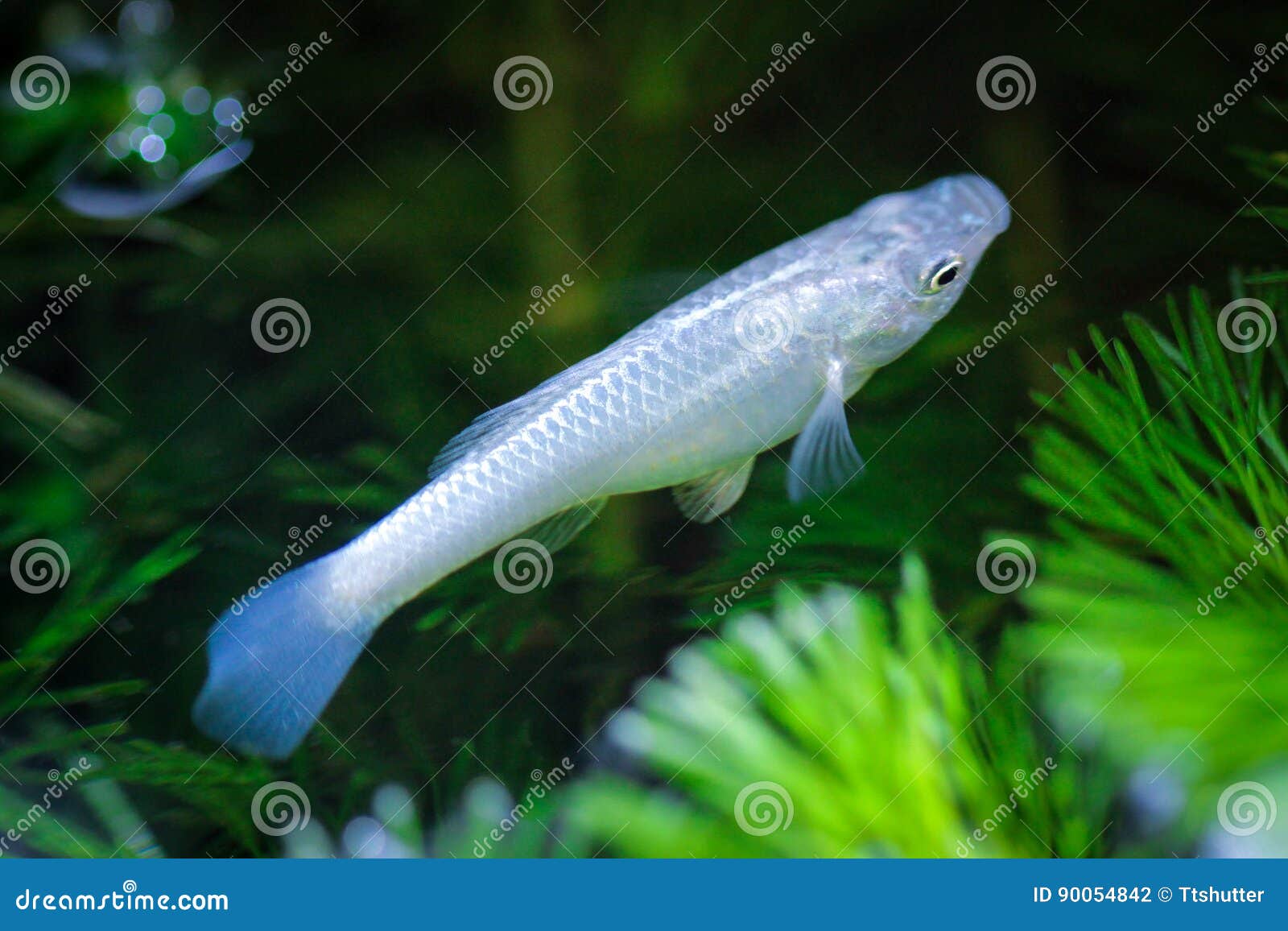Beautiful little fish stock photo. Image of close, natural - 90054842