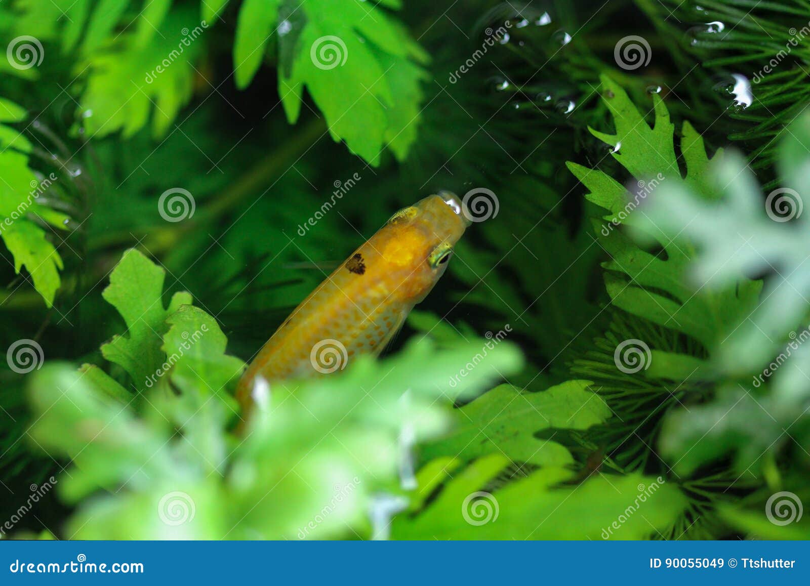 Beautiful little fish stock image. Image of beautiful - 90055049