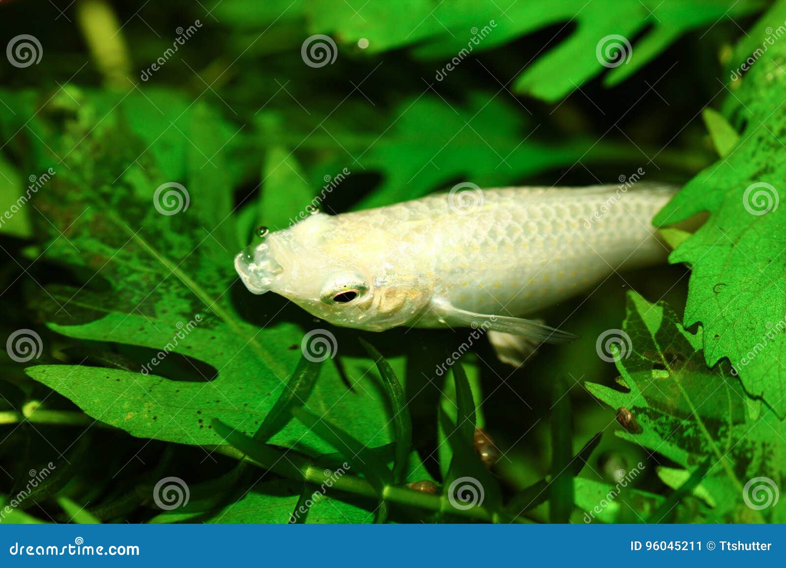 Beautiful little fish stock image. Image of natural, beautiful - 96045211