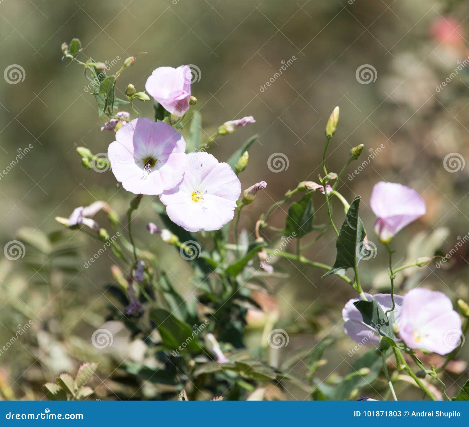 Beautiful Little Flower in Nature Stock Image - Image of global ...