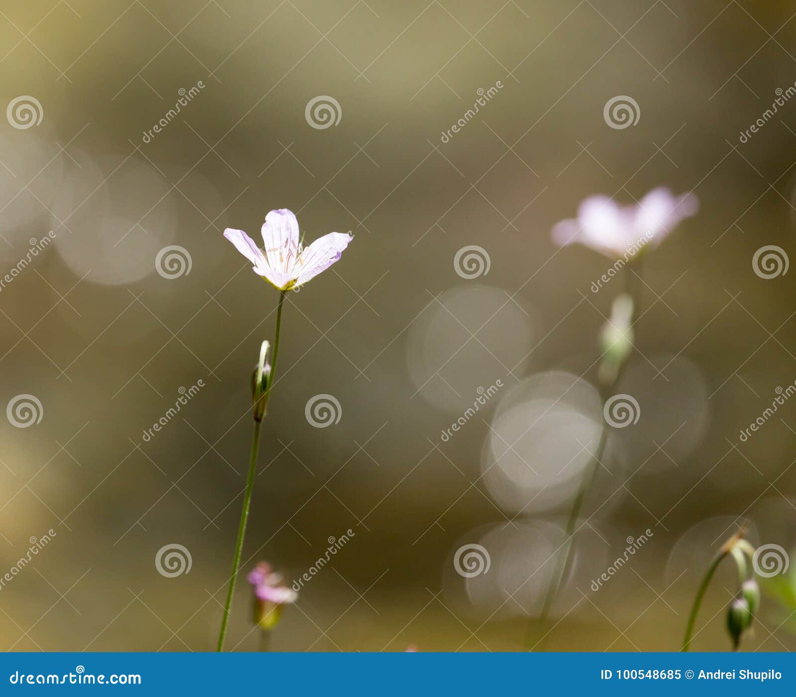 Beautiful Little Flower in Nature . Stock Image - Image of little ...