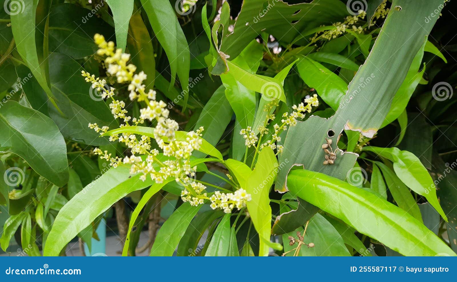 Beautiful Little Flowers of Greenery in the School Yard Stock Image ...