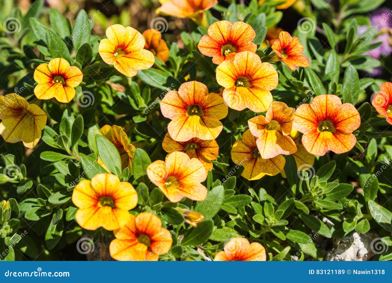 Beautiful Little Flowers on Nature Stock Image - Image of plant ...
