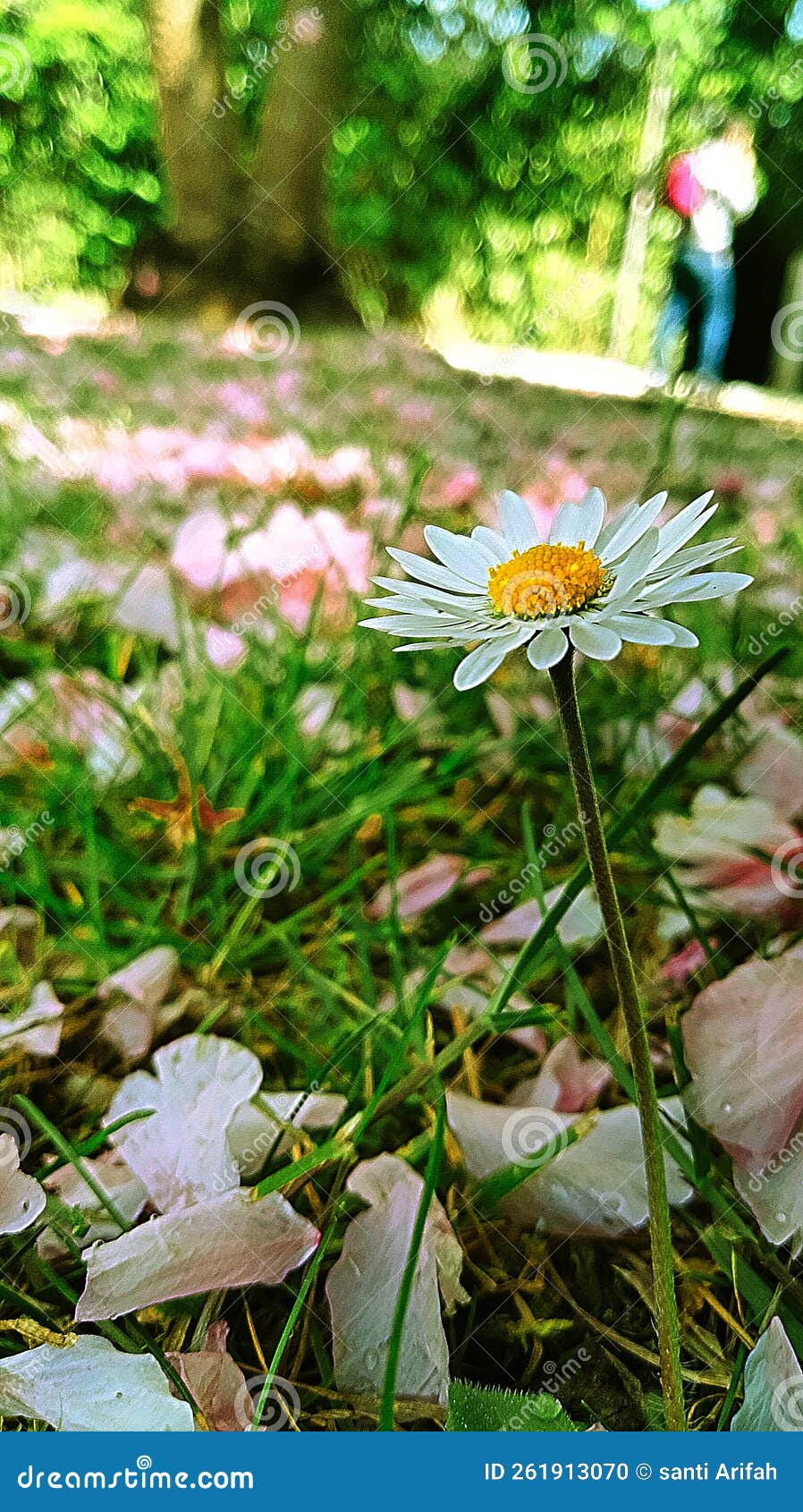 Beautiful Little Flowers in Spring on the Grassy Ground Stock Photo ...