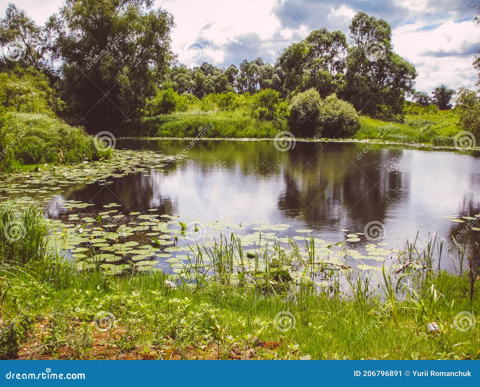 A Beautiful Little Forest Fen Surrounded with Trees. Ukraine Stock ...