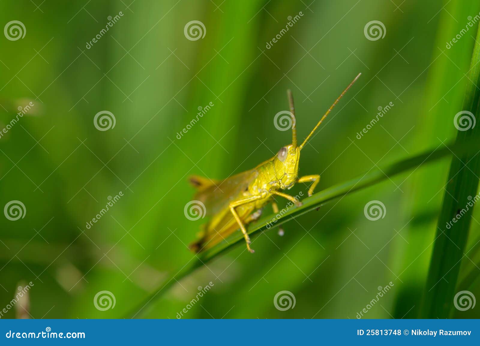 Beautiful Little Grasshopper Stock Photo - Image of foreground, flower ...