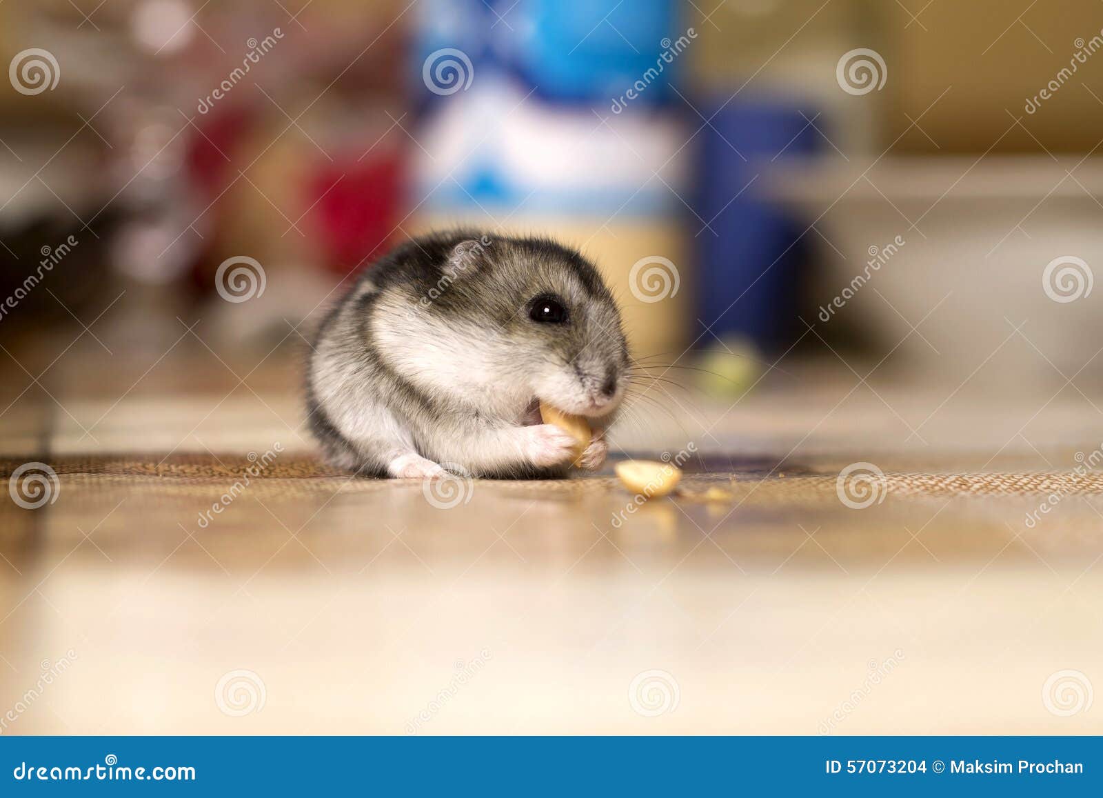 Beautiful Little Hamster Sitting on the Table and Eats a Nut Stock ...