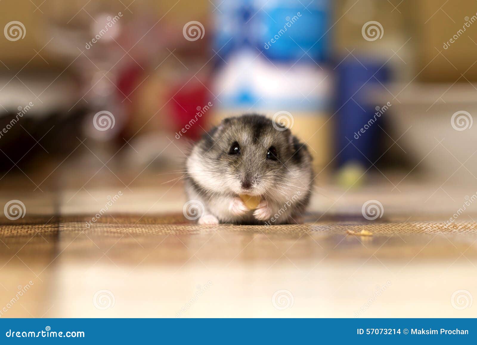 Beautiful Little Hamster Sitting on the Table and Eats a Nut Stock ...