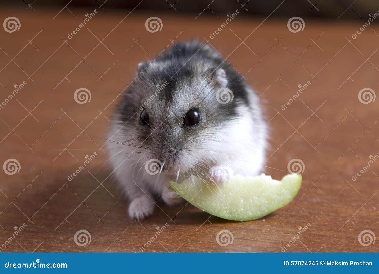 Beautiful Little Hamster Sitting on the Table and Eats a Nut Stock ...
