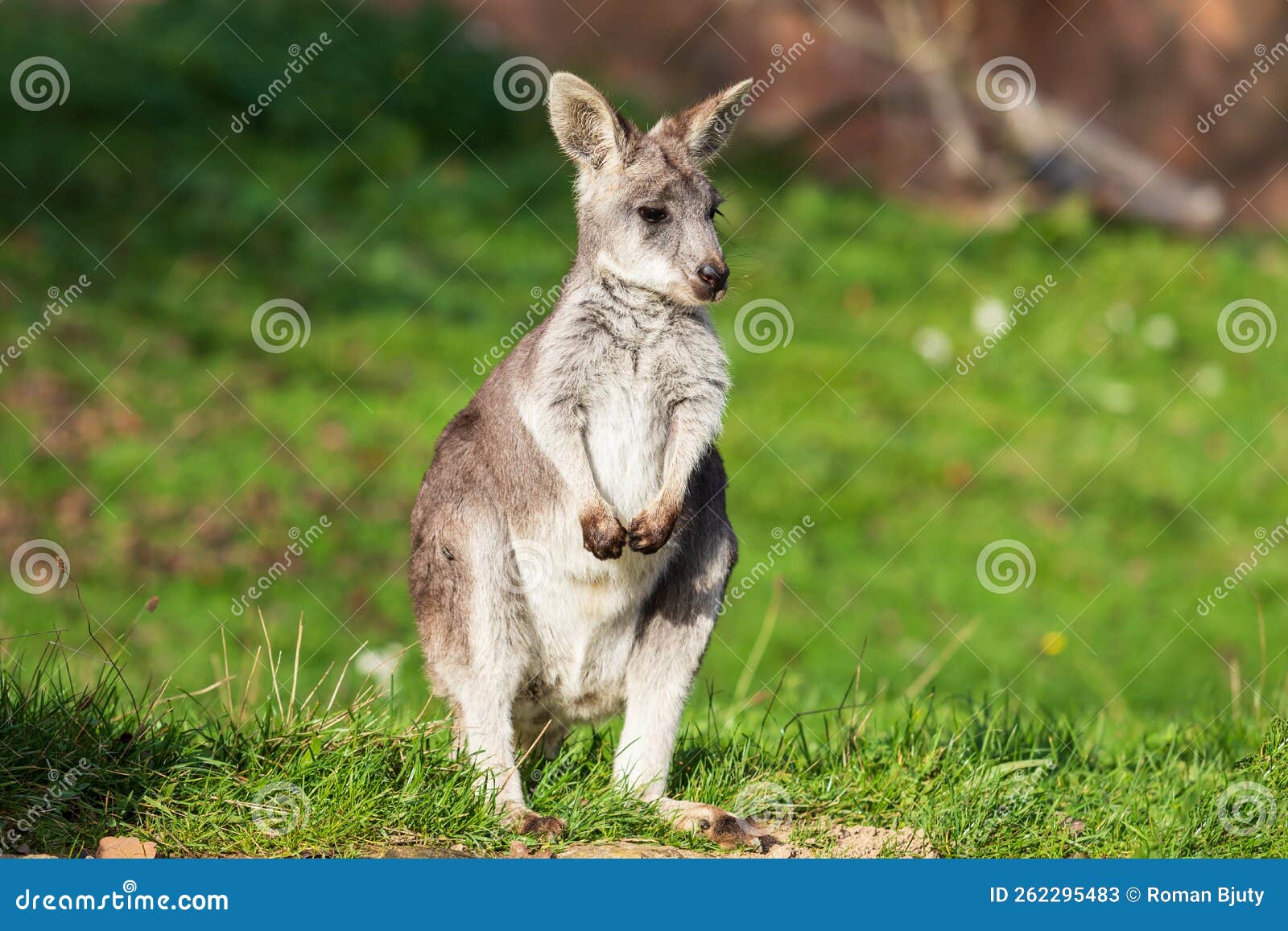 Beautiful Little Kangaroo on a Green Meadow Stock Image - Image of ...