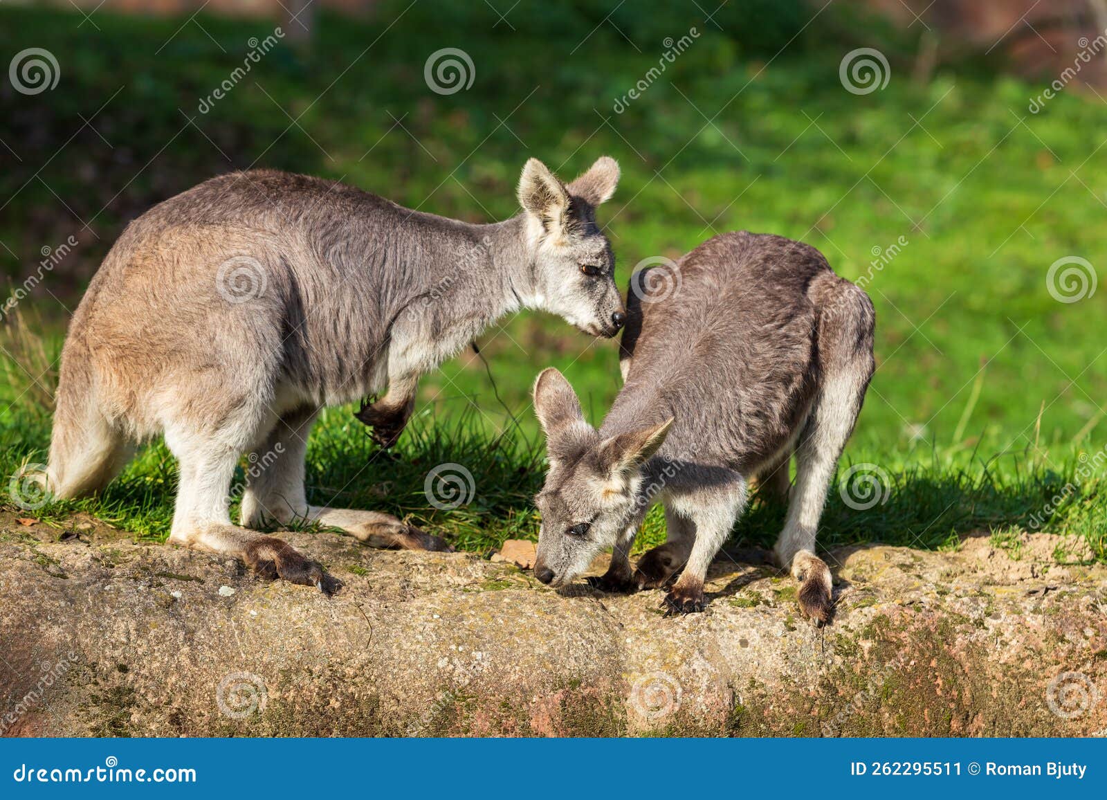 Beautiful Little Kangaroo on a Green Meadow Stock Image - Image of ...