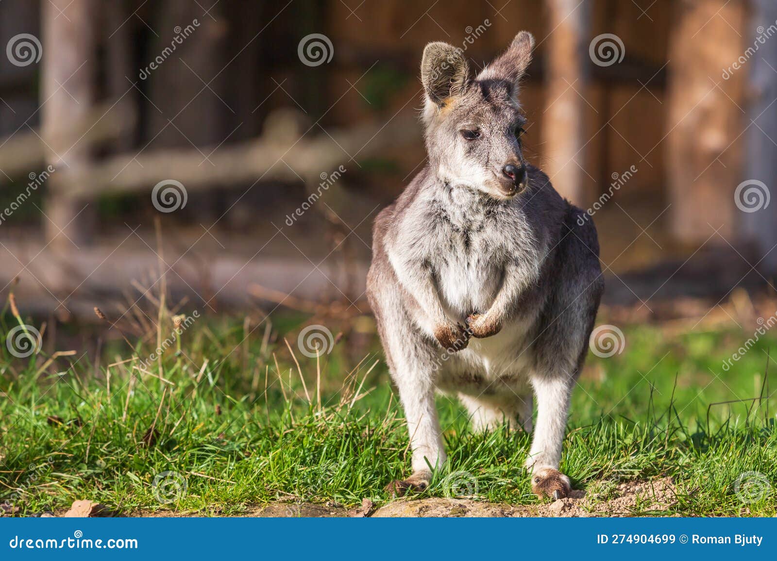 Little Kangaroo Australia Native Animal Royalty-Free Stock Photography ...