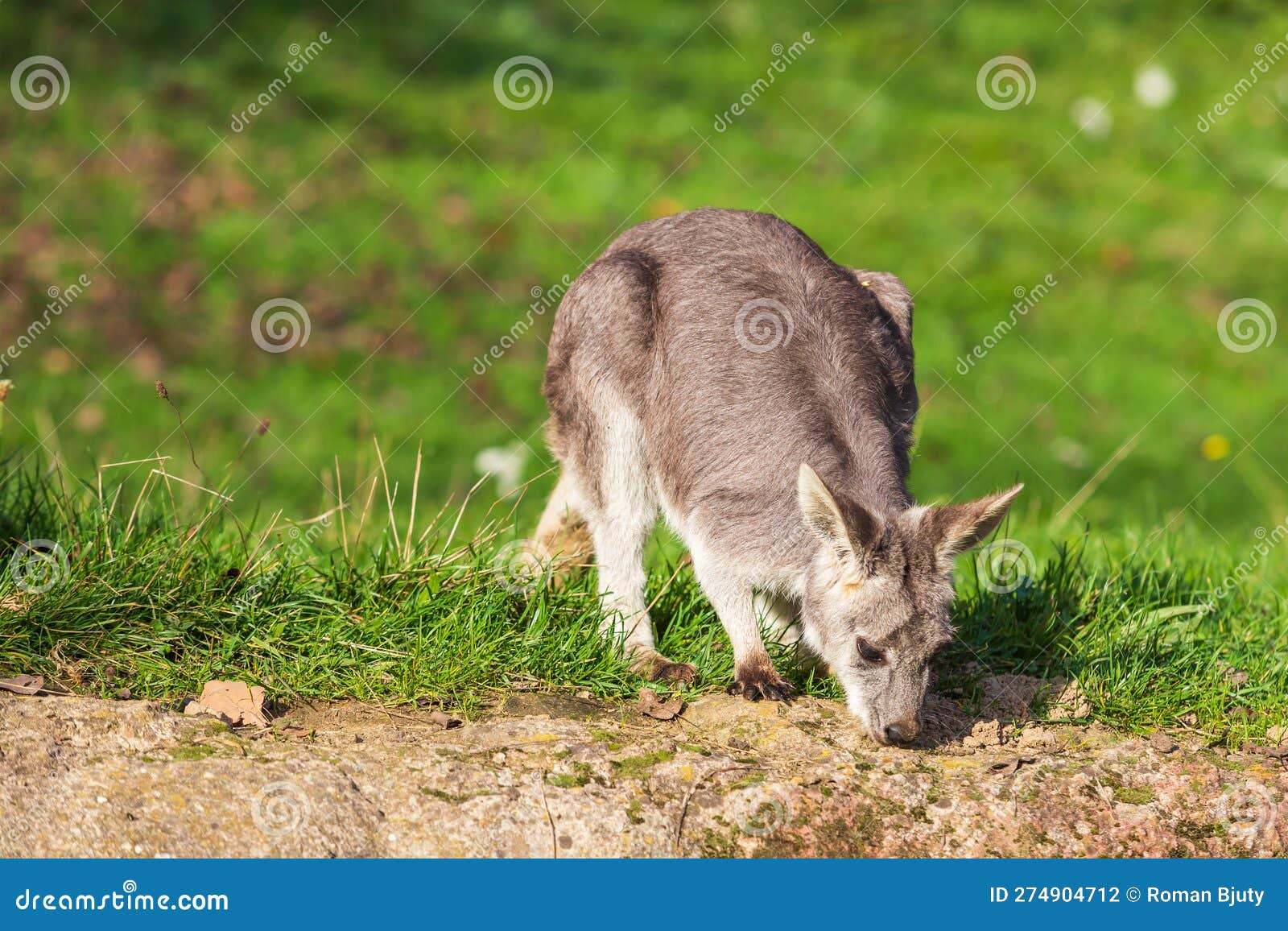 Beautiful Little Kangaroo on a Green Meadow Stock Photo - Image of ...