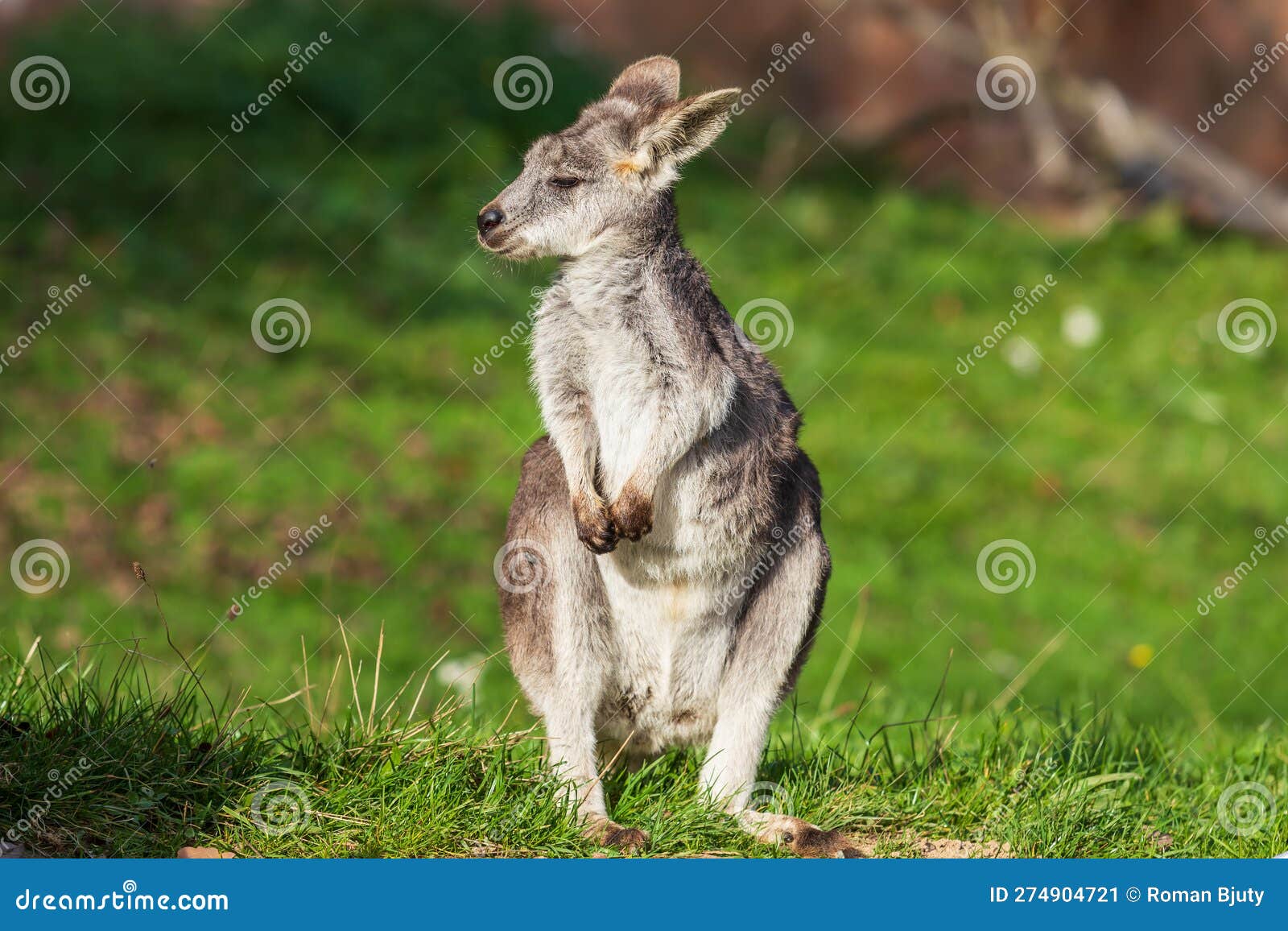Beautiful Little Kangaroo on a Green Meadow Stock Image - Image of ...