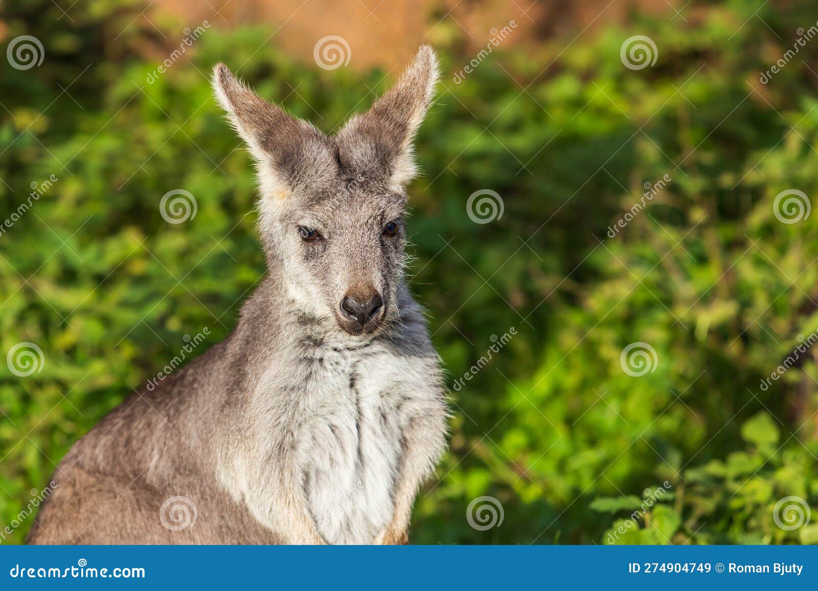 Beautiful Little Kangaroo on a Green Meadow Stock Image - Image of ...