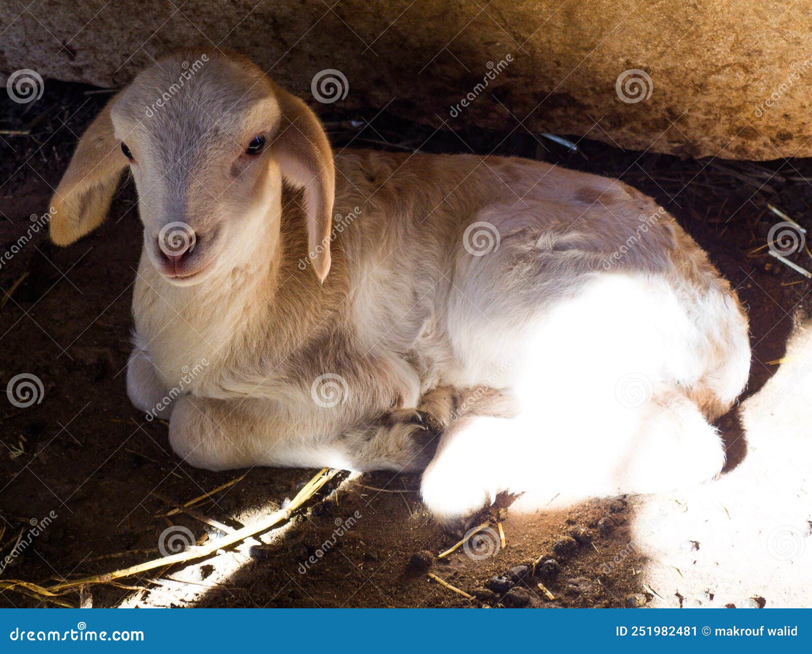 Beautiful little lamb stock image. Image of goats, animal - 251982481