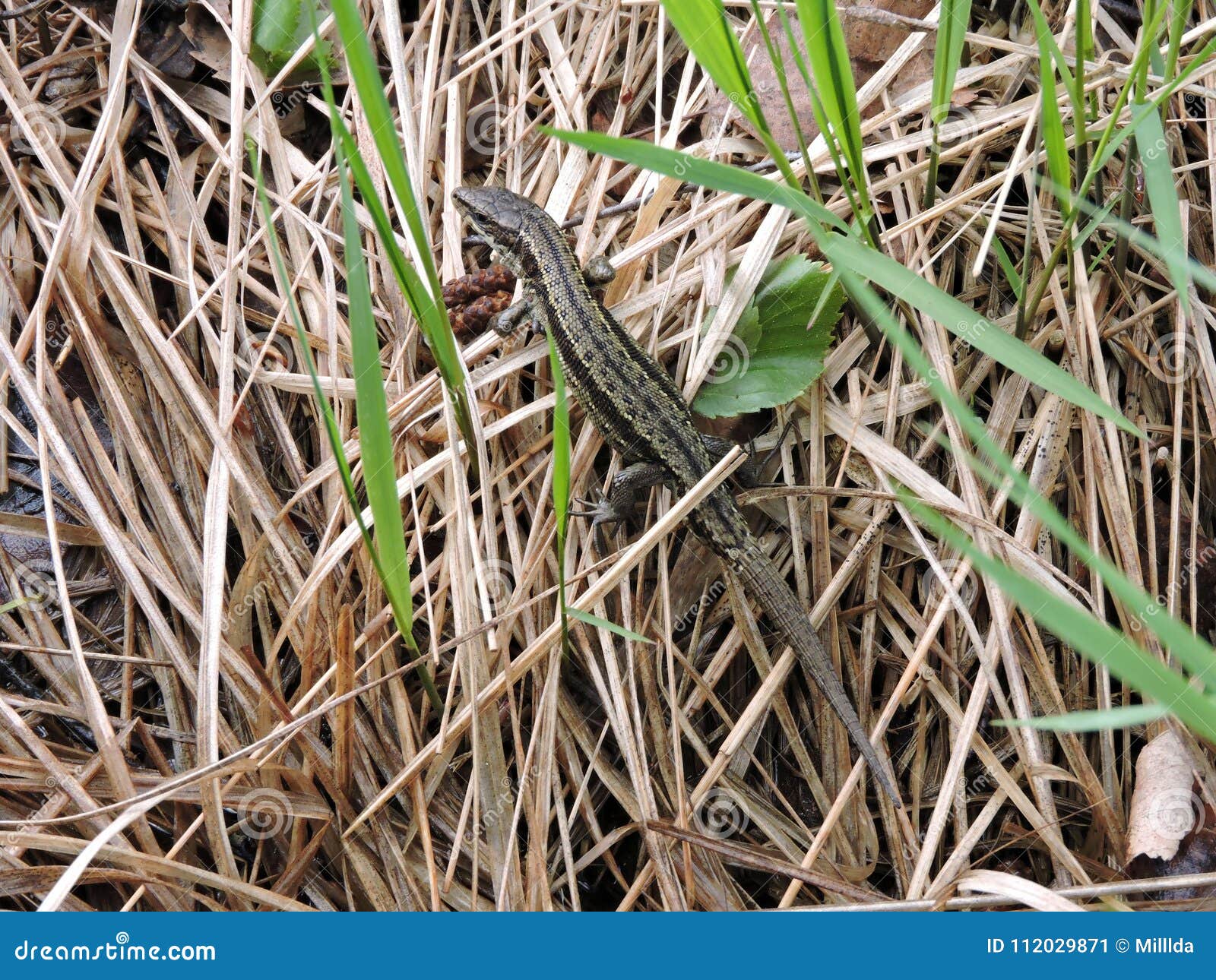 Beautiful Little Lizard on Grass, Lithuania Stock Image - Image of ...