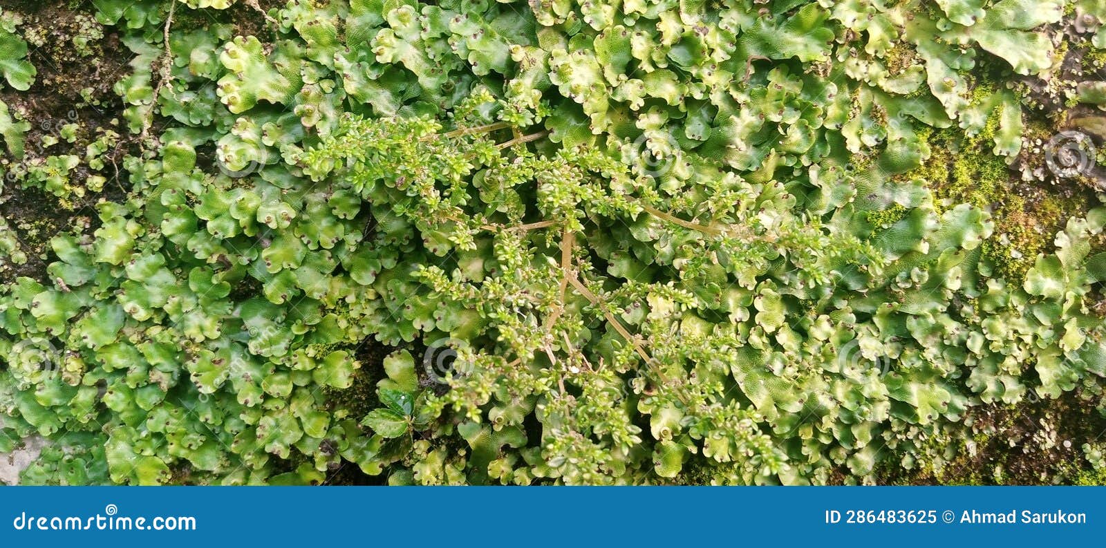 Beautiful little moss stock image. Image of tree, garden - 286483625