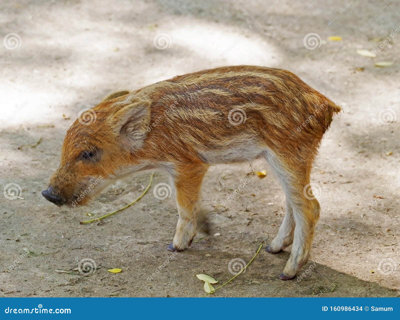 A beautiful little pig stock photo. Image of hunting - 160986434