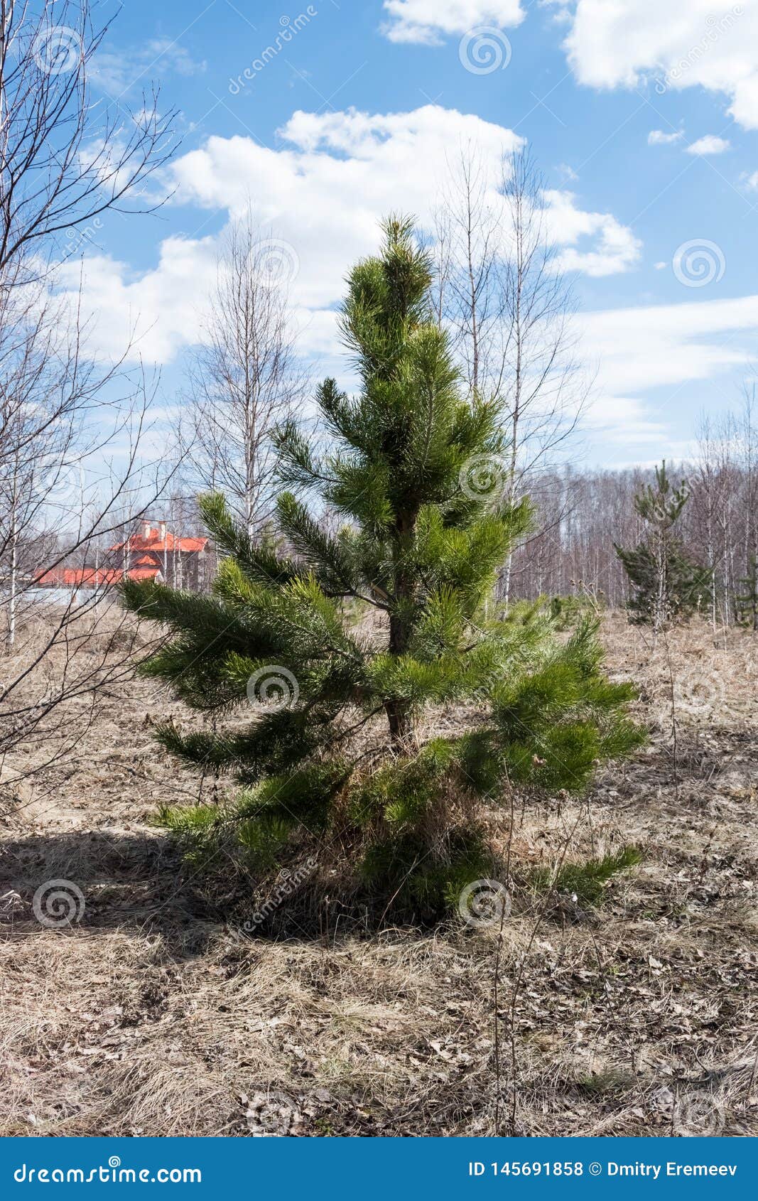 Beautiful little pine tree stock photo. Image of blue - 145691858