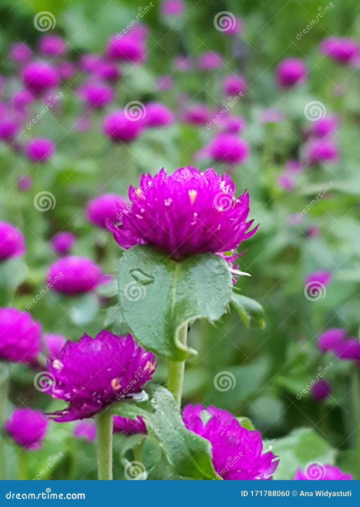 Beautiful Little Purple Button Flowers Stock Photo - Image of purple ...