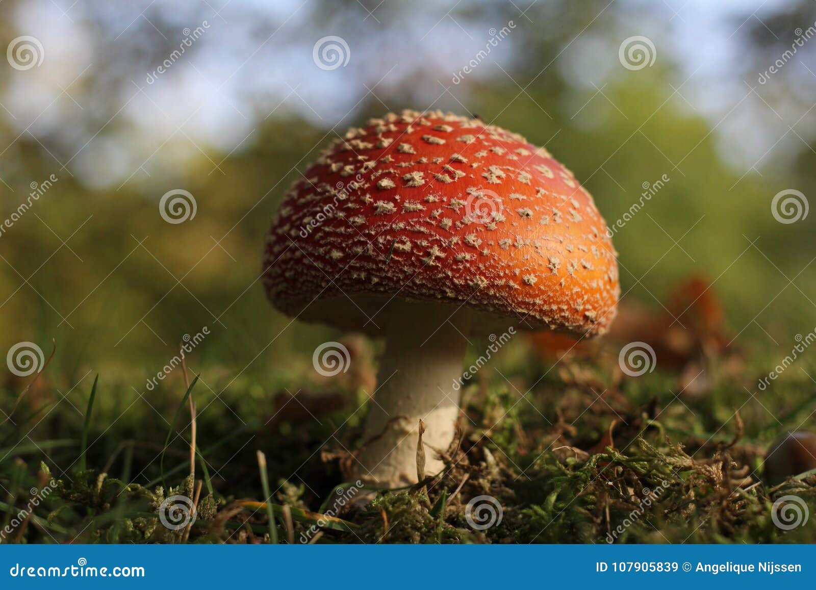A Beautiful Little Red Fly Agaric in the Sun in the Forest Stock Image ...