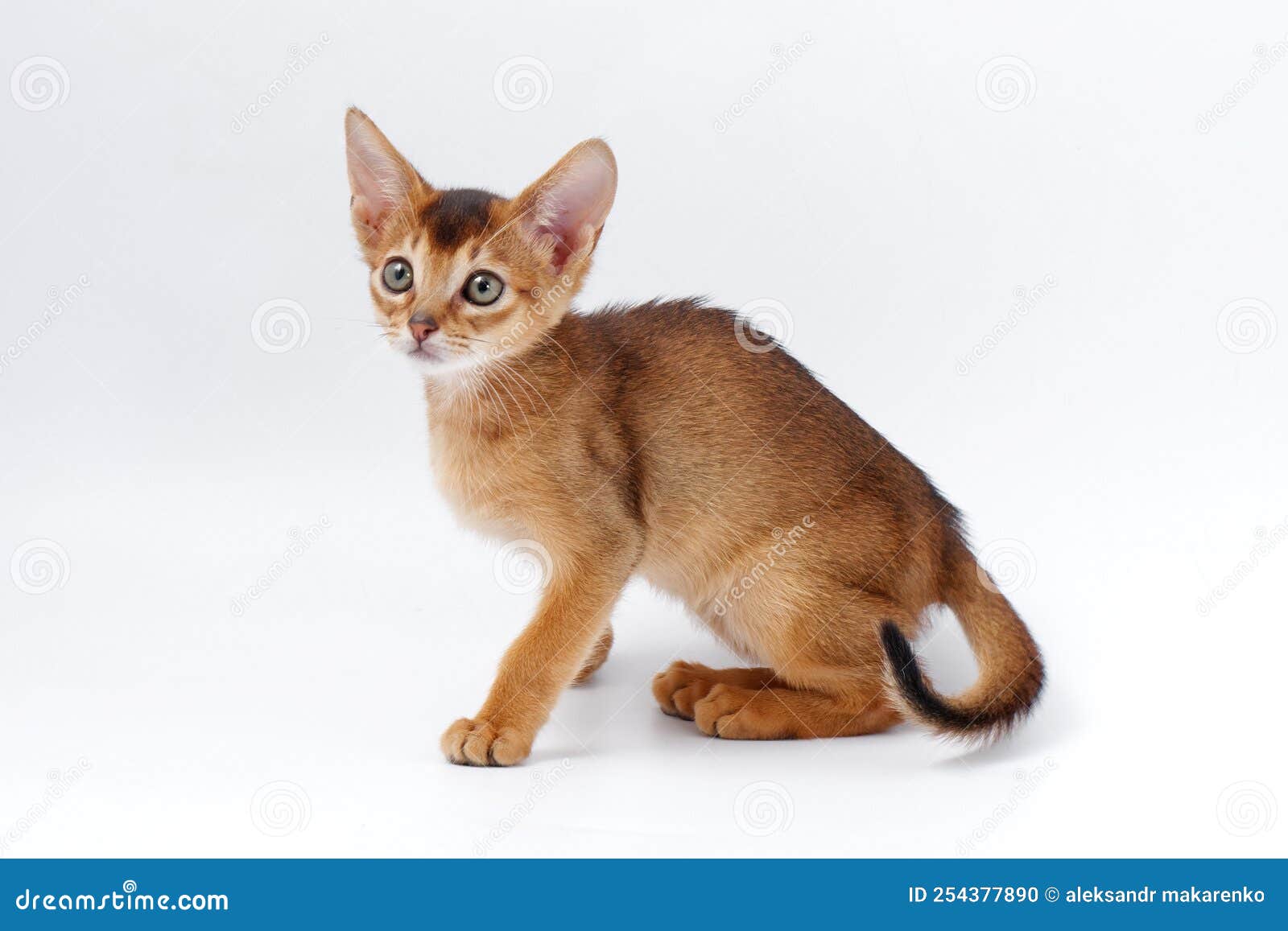 Beautiful Little Red Kitten of the Abyssinian Breed on a White ...