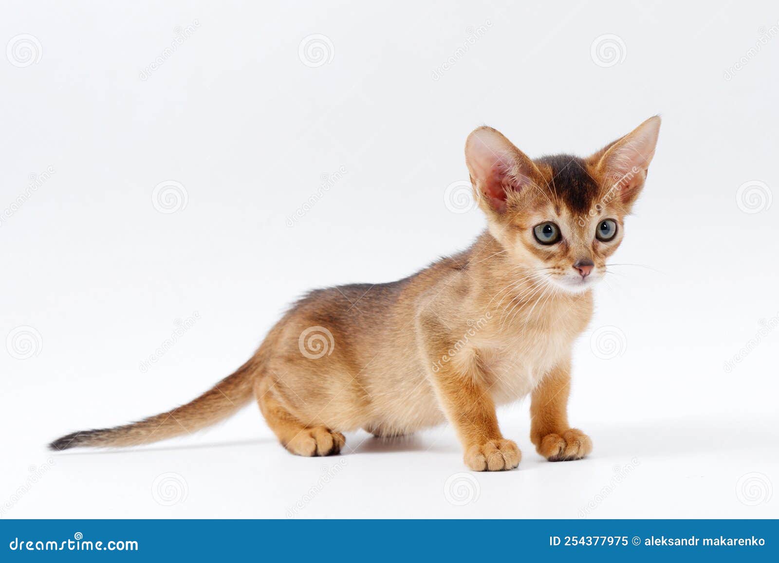 Beautiful Little Red Kitten of the Abyssinian Breed on a White ...