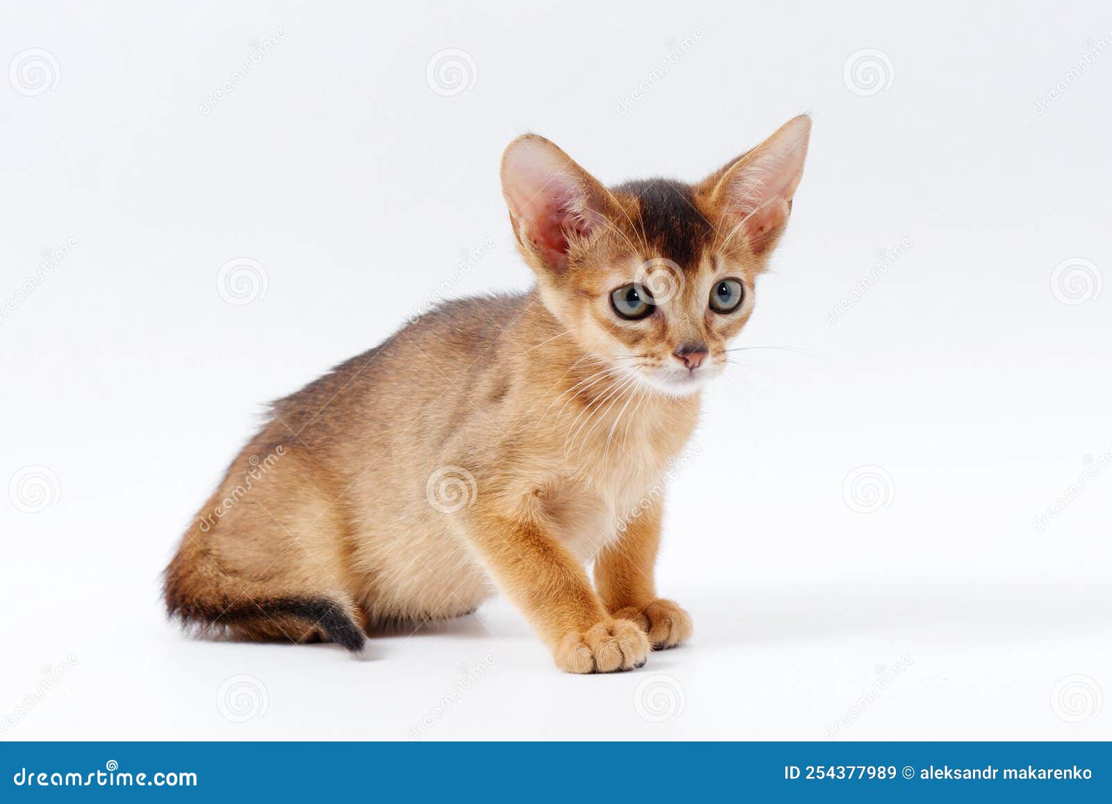 Beautiful Little Red Kitten of the Abyssinian Breed on a White ...