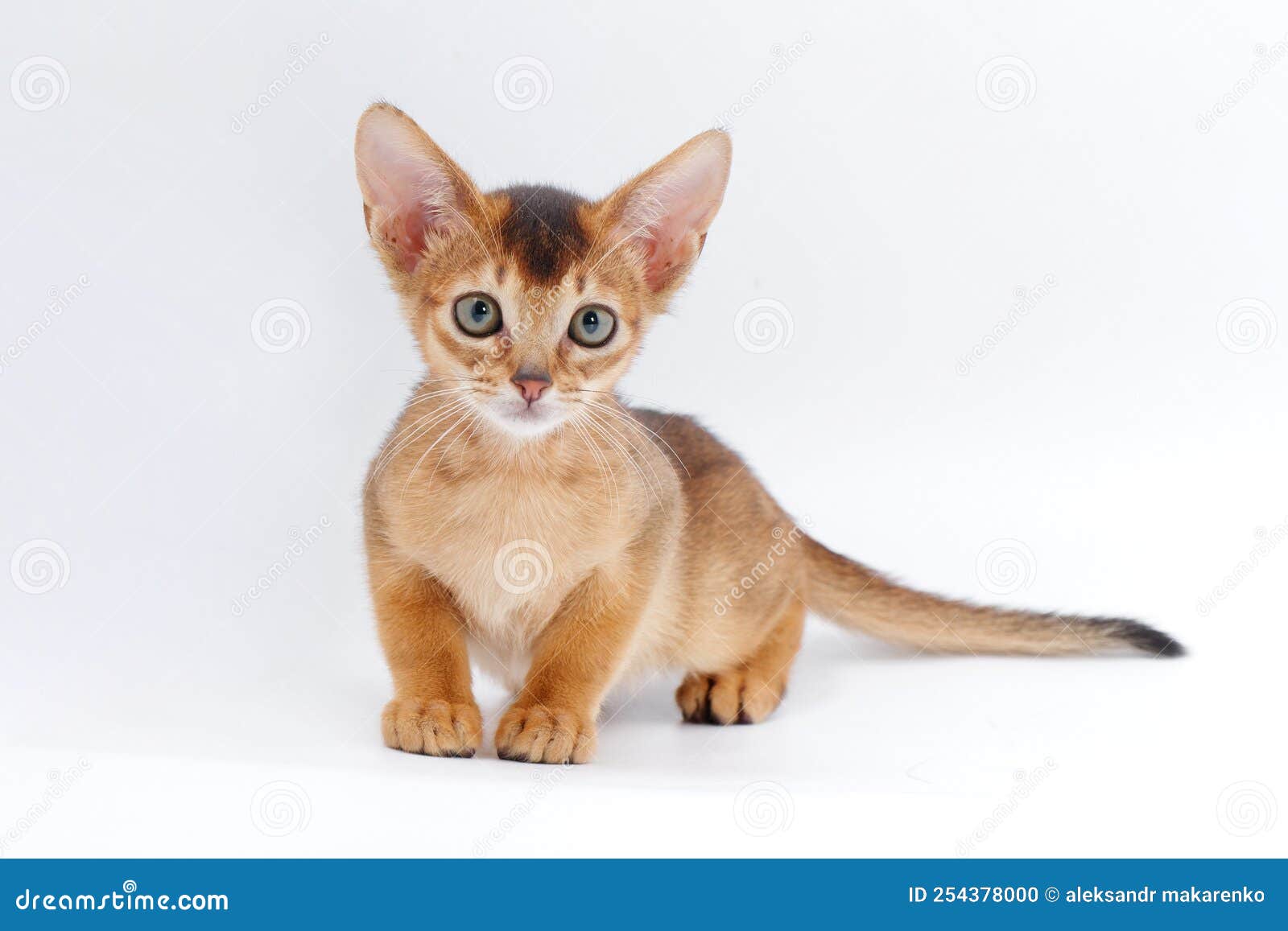 Beautiful Little Red Kitten of the Abyssinian Breed on a White ...