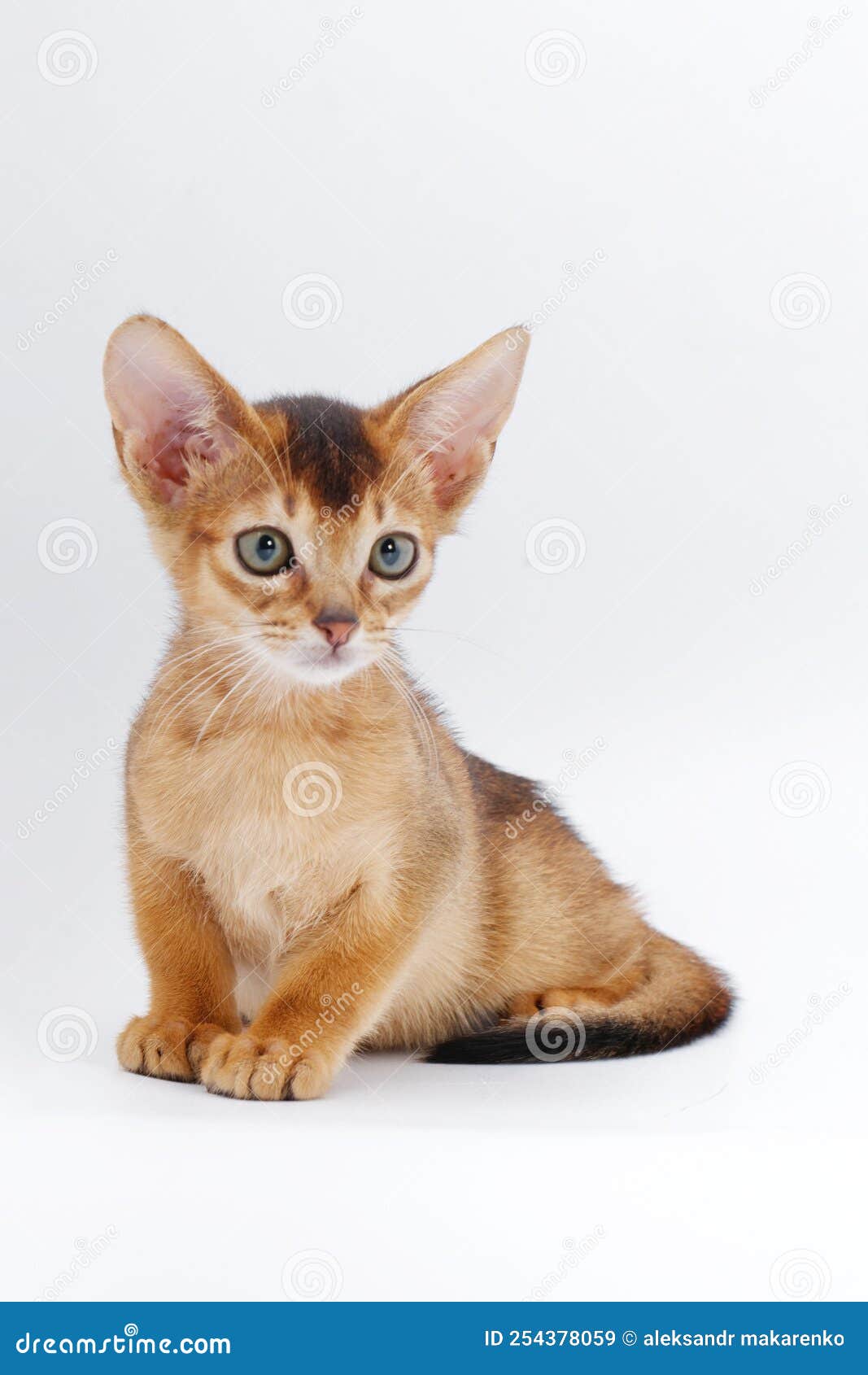 Beautiful Little Red Kitten of the Abyssinian Breed on a White ...