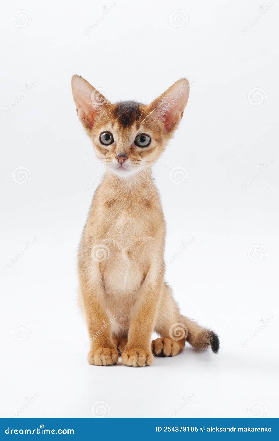 Beautiful Little Red Kitten of the Abyssinian Breed on a White ...