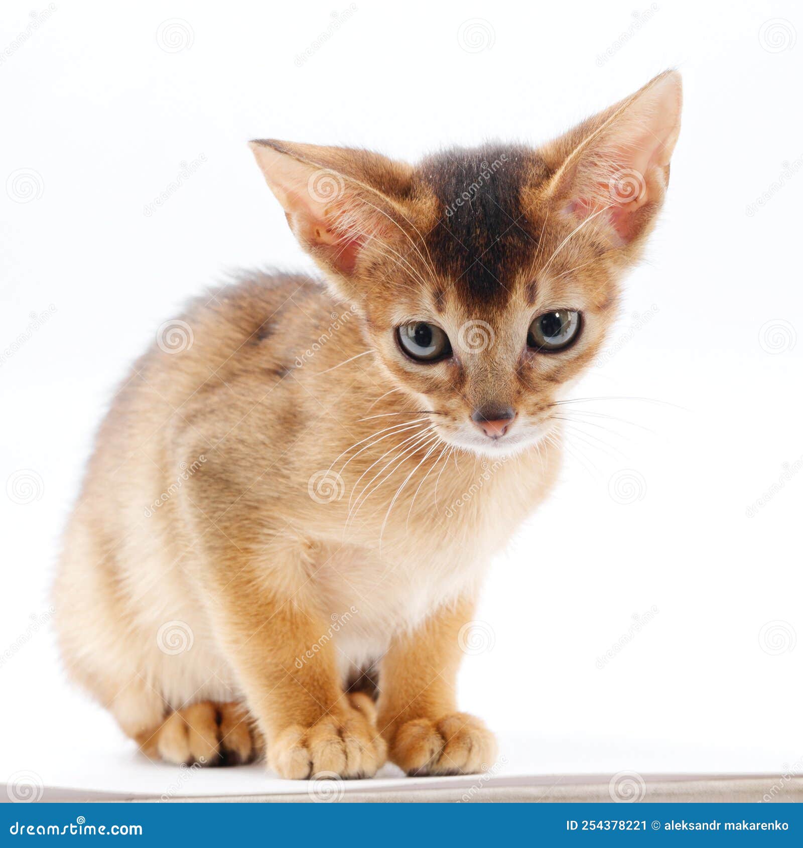 Beautiful Little Red Kitten of the Abyssinian Breed on a White ...
