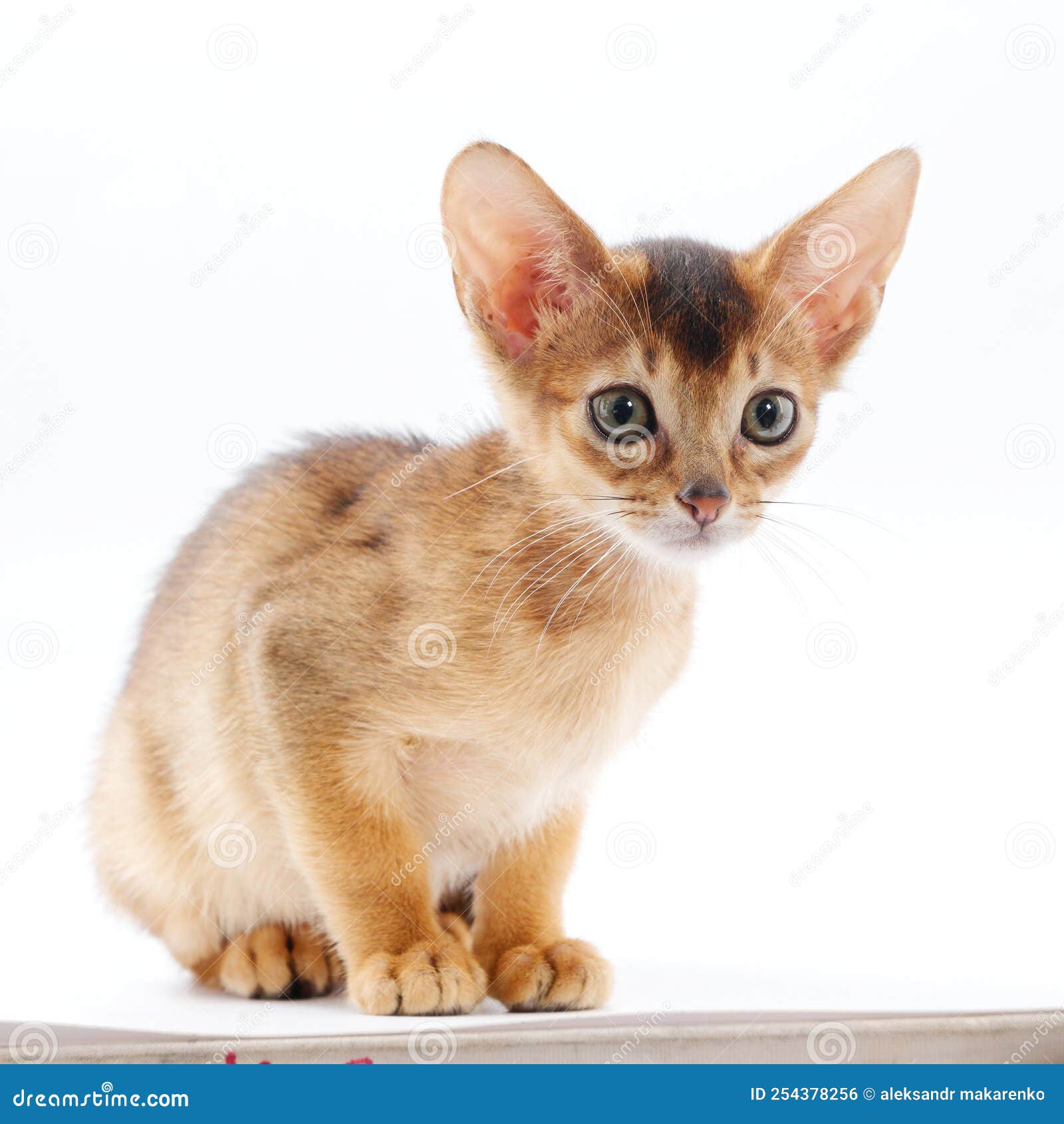 Beautiful Little Red Kitten of the Abyssinian Breed on a White ...