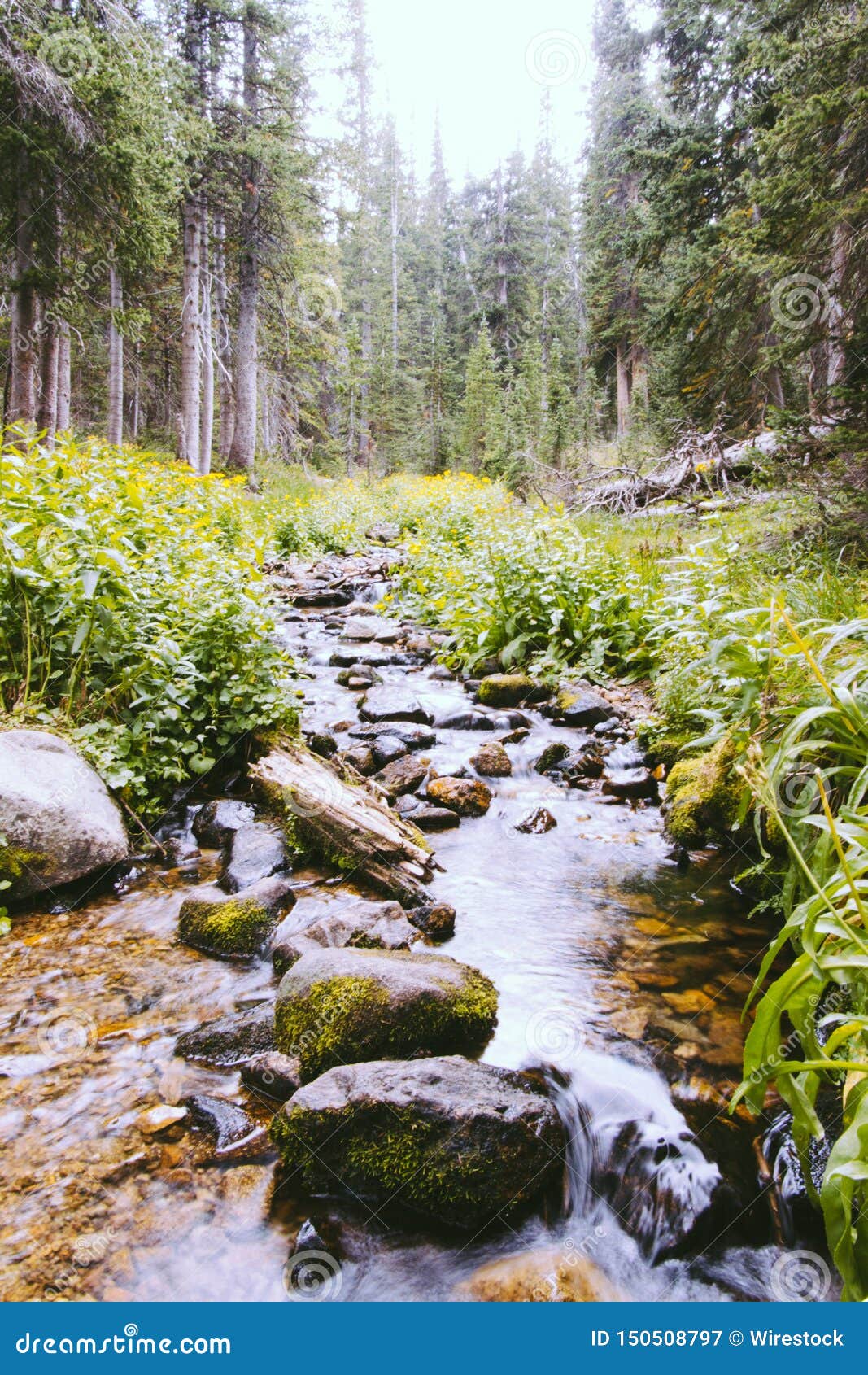 Beautiful Little River with Rocks and Greenery in a Forest Stock Image ...