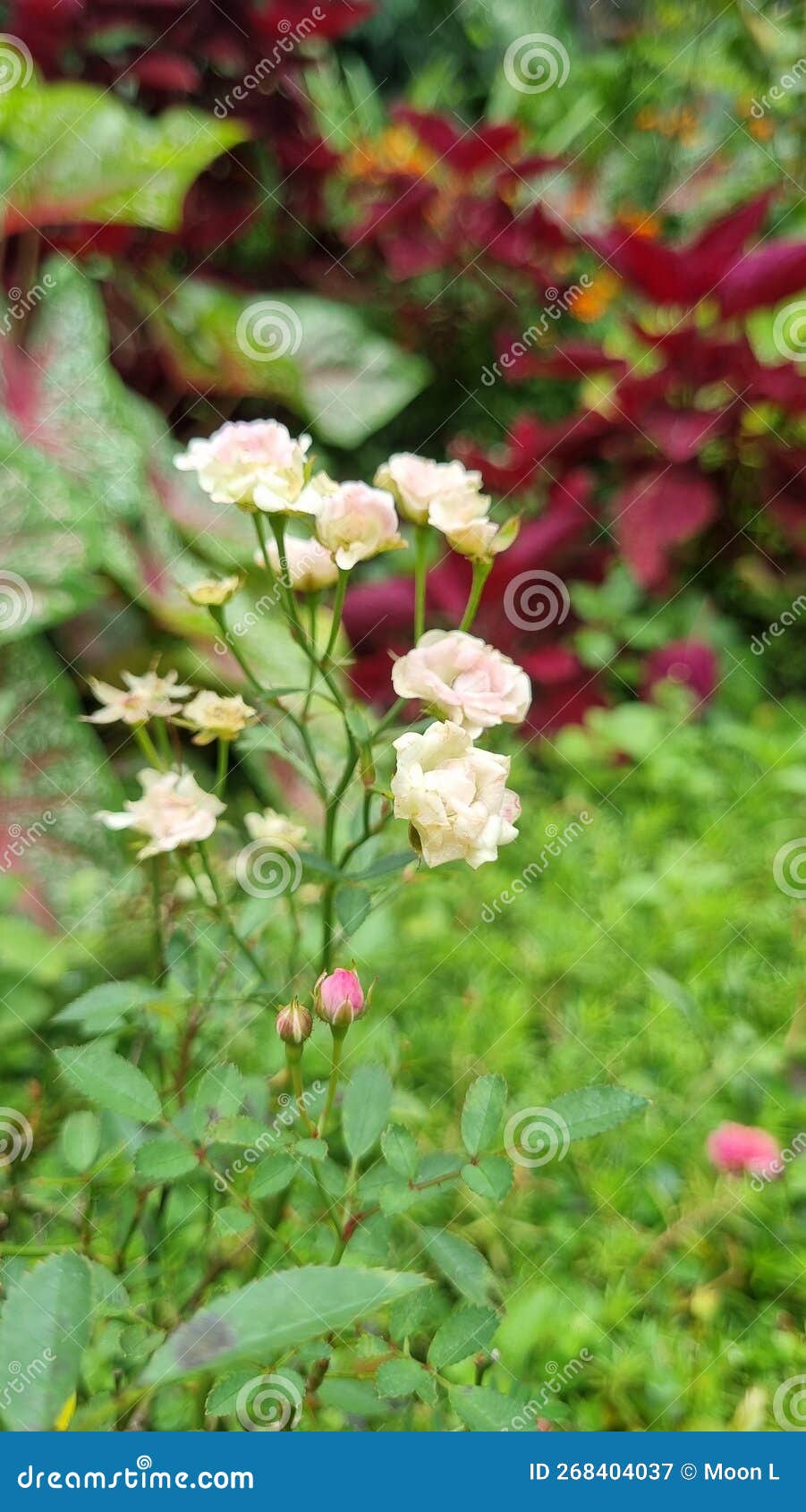 Beautiful little rose stock image. Image of rose, produce - 268404037