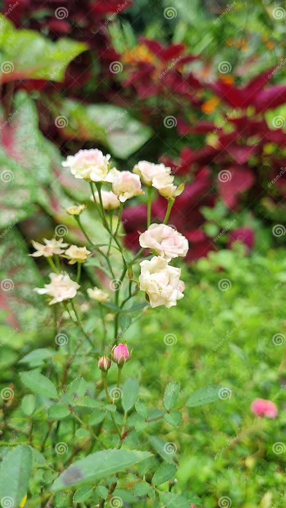 Beautiful little rose stock image. Image of rose, produce - 268404037