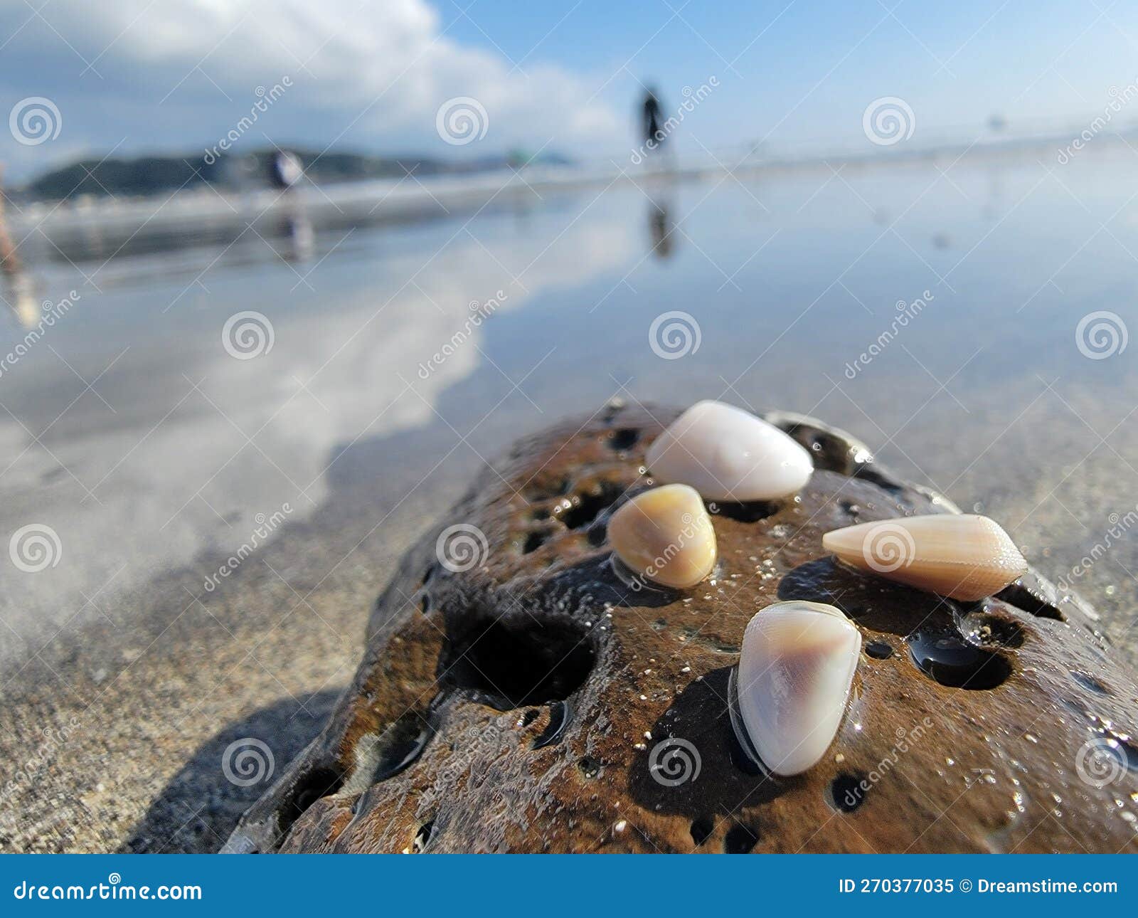 Beautiful Little Sea Shells on the Rock Stock Image - Image of water ...