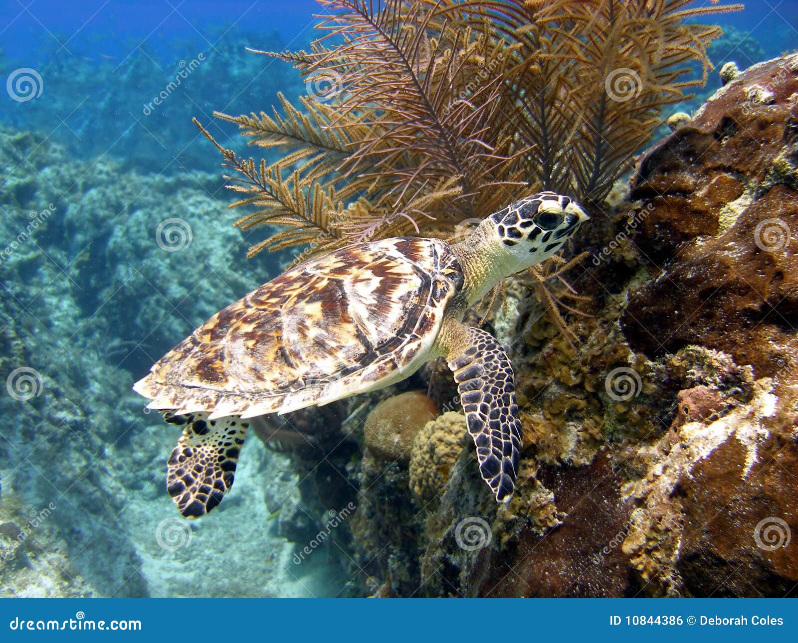 Beautiful Little Sea Turtle Stock Photo - Image of dive, coral: 10844386
