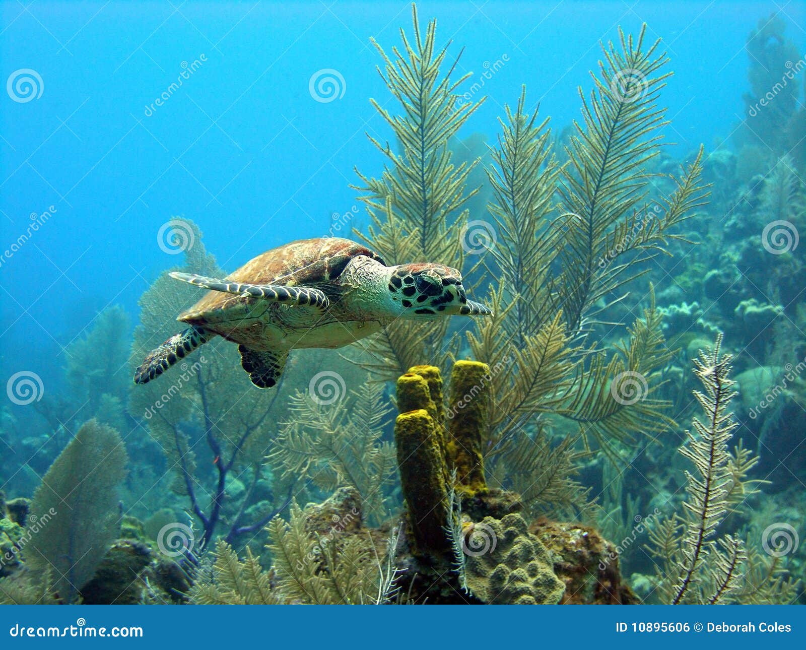 Curious Hawksbill Sea Turtle (endangered) Stock Photography ...