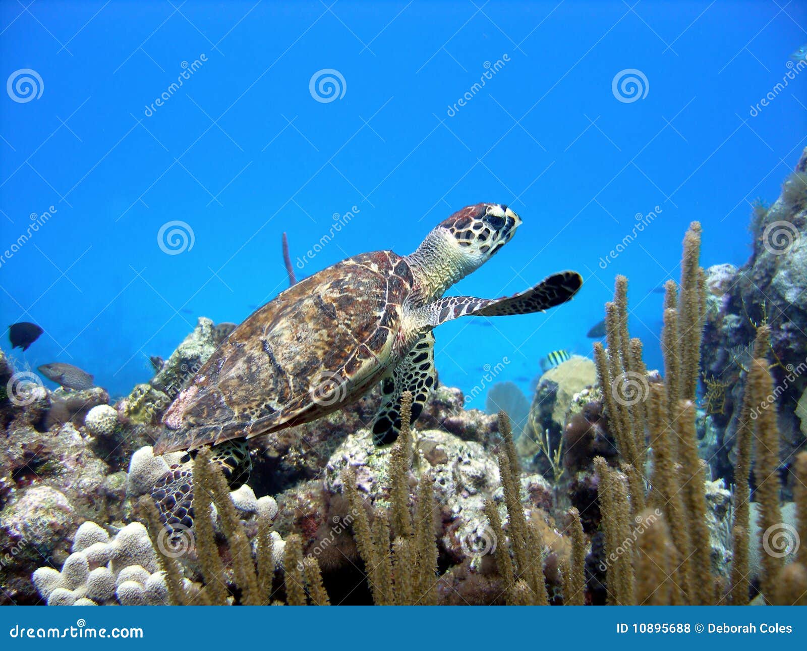 Beautiful Little Sea Turtle Stock Photo - Image of grand, spones: 10895688