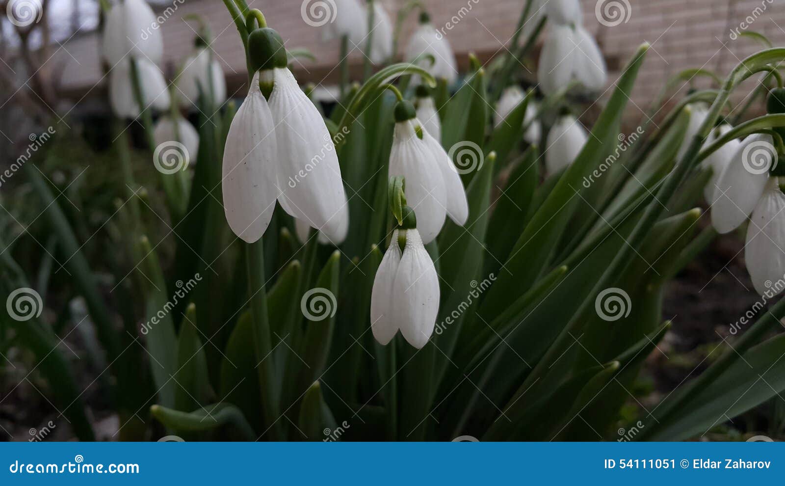 Beautiful Little Snowdrops. Stock Image - Image of front, nature: 54111051