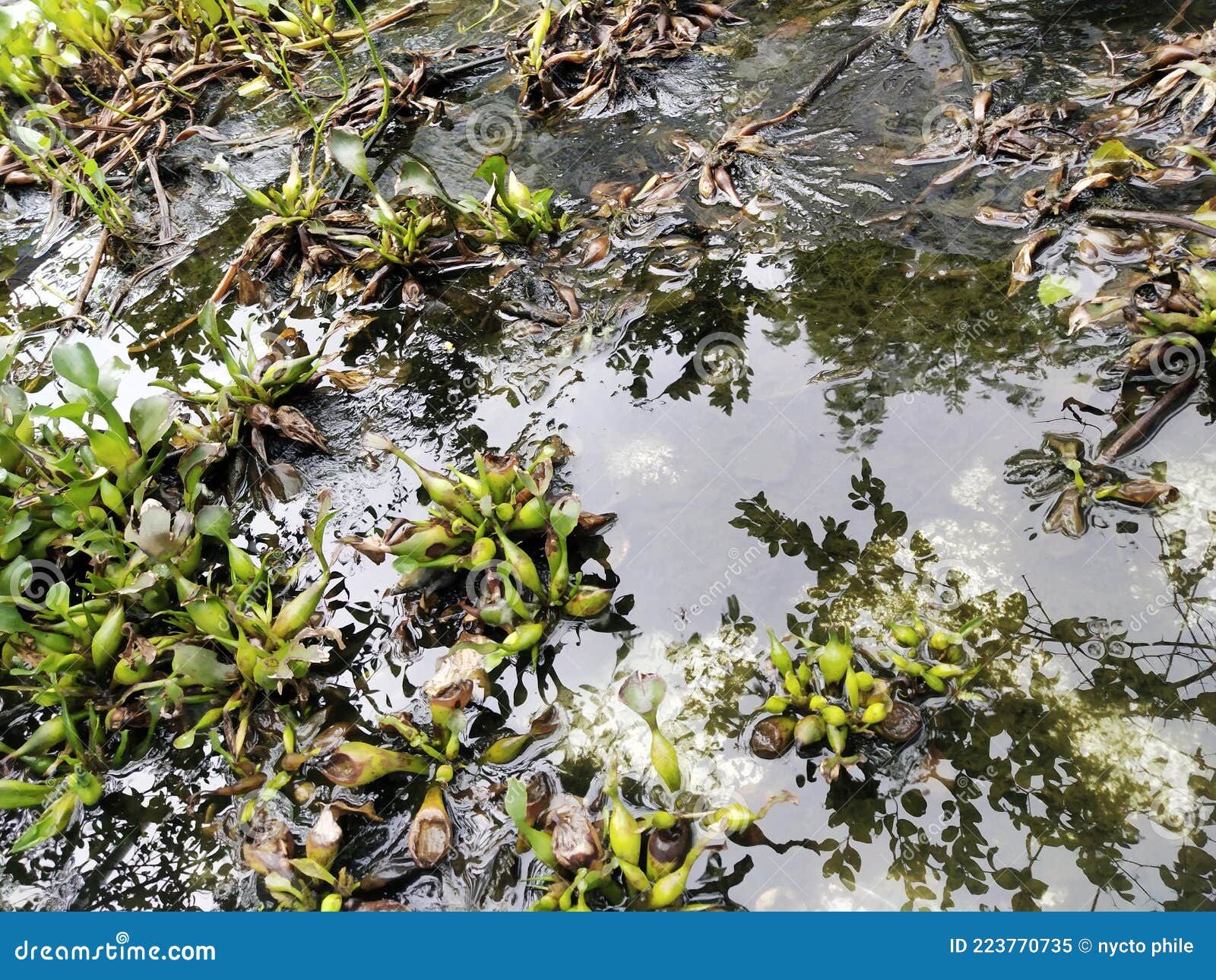 Beautiful little swamp stock image. Image of garden - 223770735