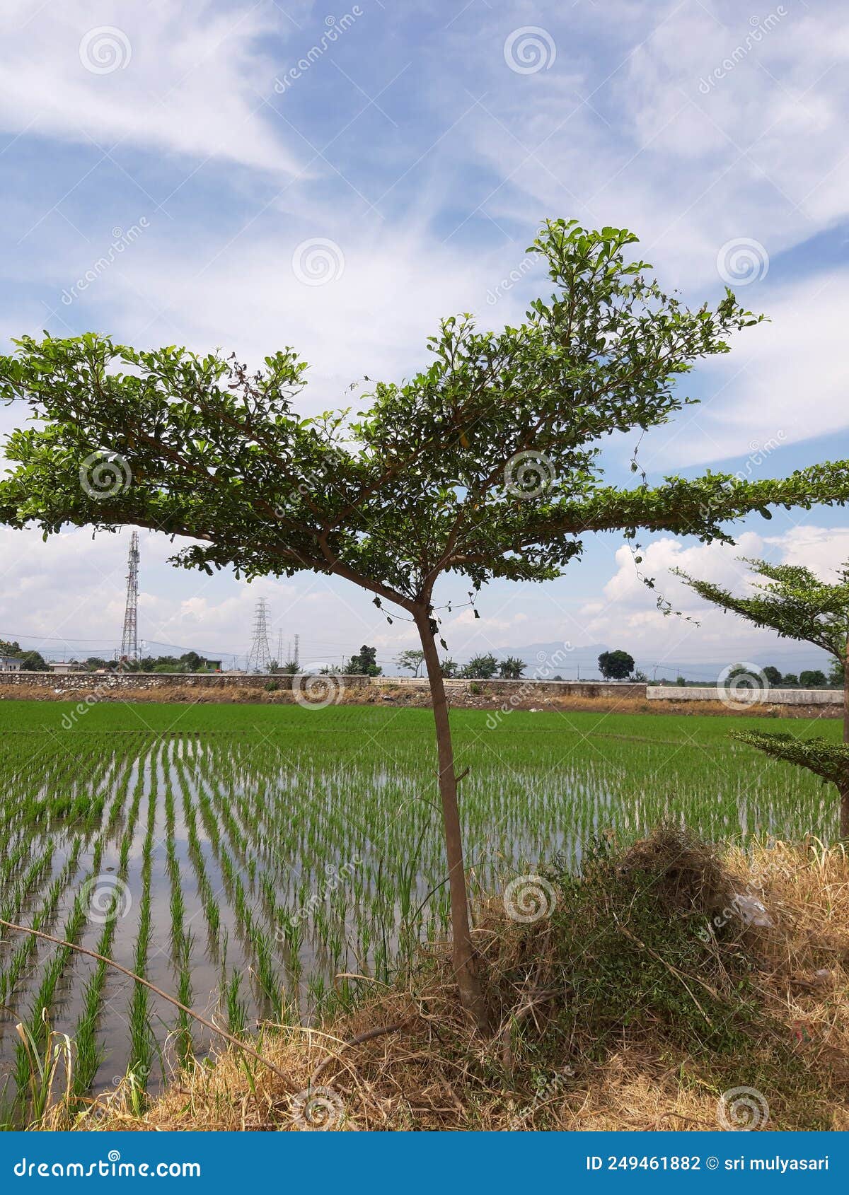 A Beautiful Little Tree with Branches that Resemble Umbrellas and Small ...