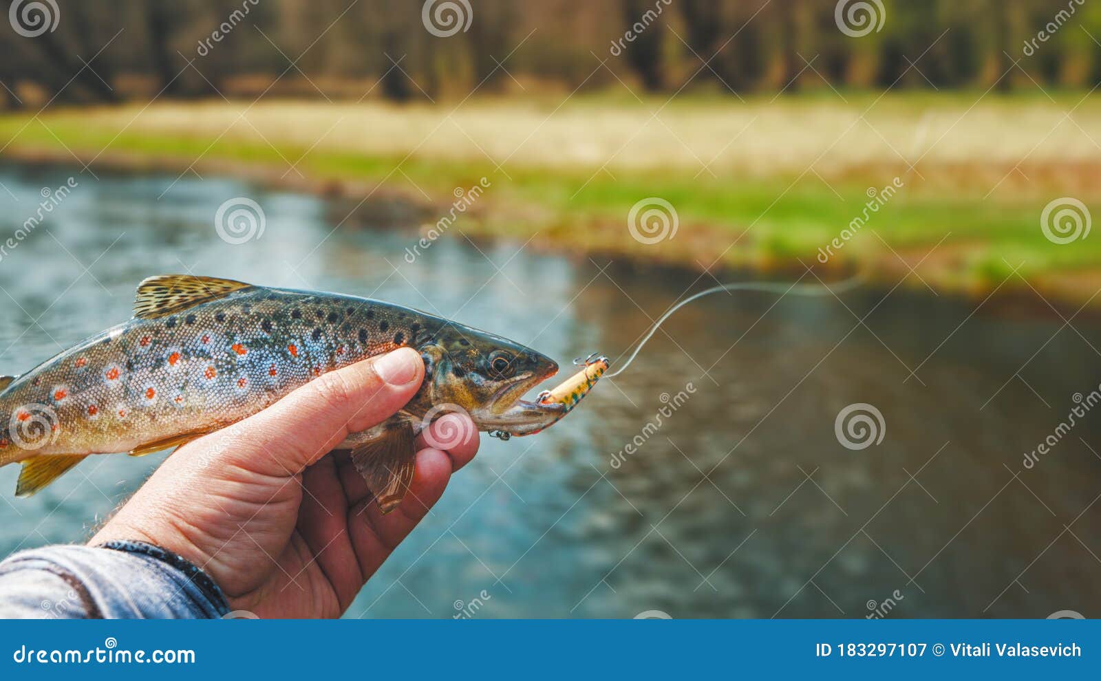Beautiful Little Trout Caught on a Wobbler Stock Image - Image of ...
